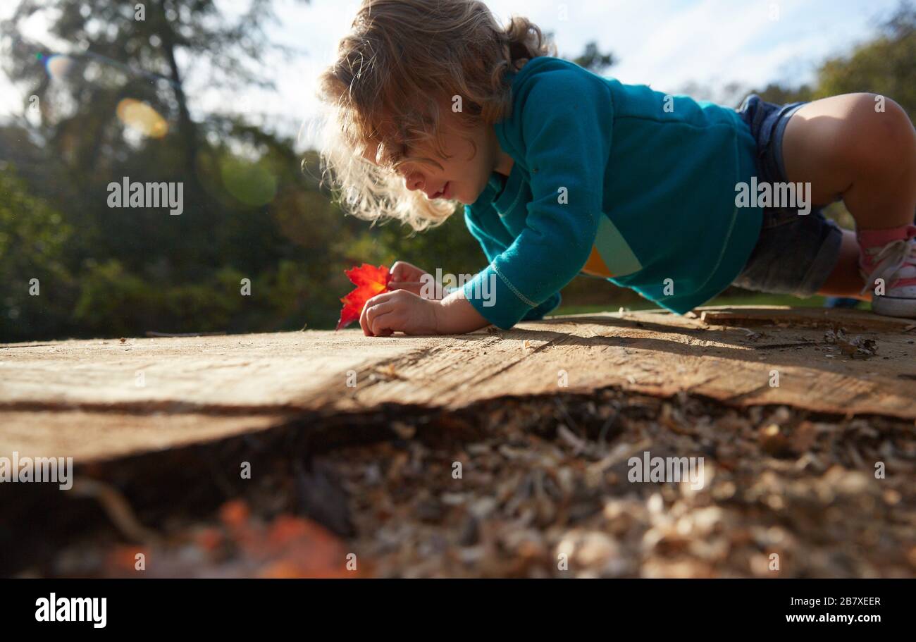 Leaves development hi-res stock photography and images - Alamy