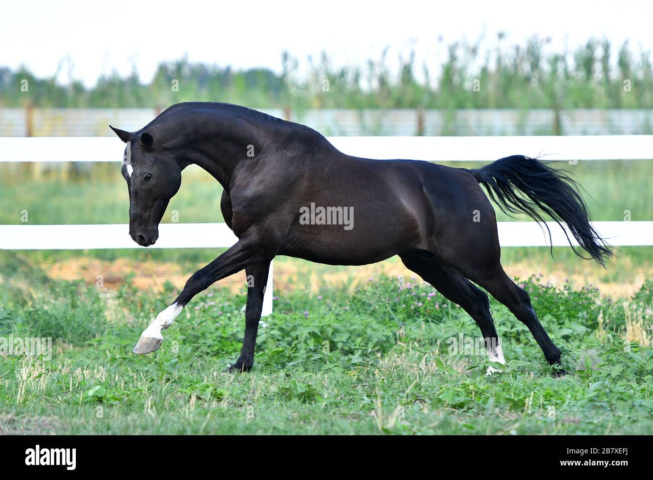 Black Akhal Teke stallion running in fast gallop along white fence in ...