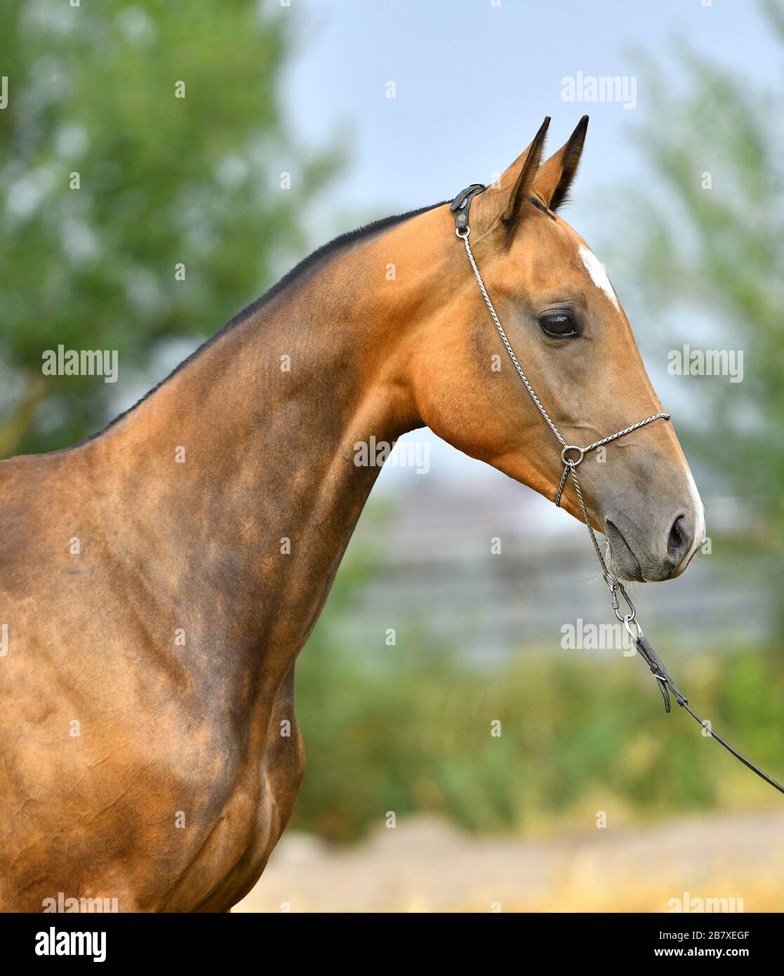 Bay Akhal Teke stallion in show halter in summer. Animal portrait Stock ...