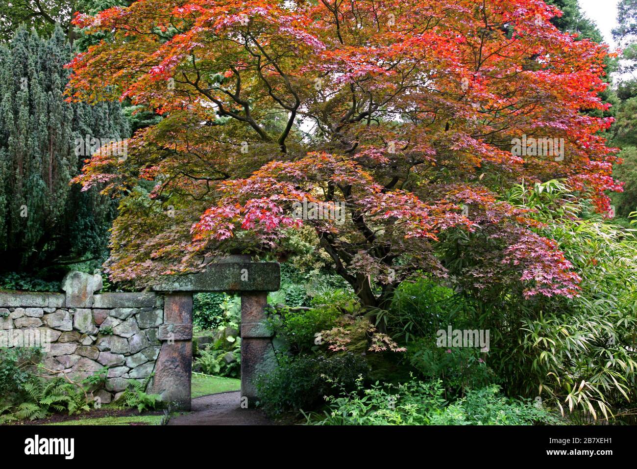 Acer japonicum japanese maple tree hi-res stock photography and images ...