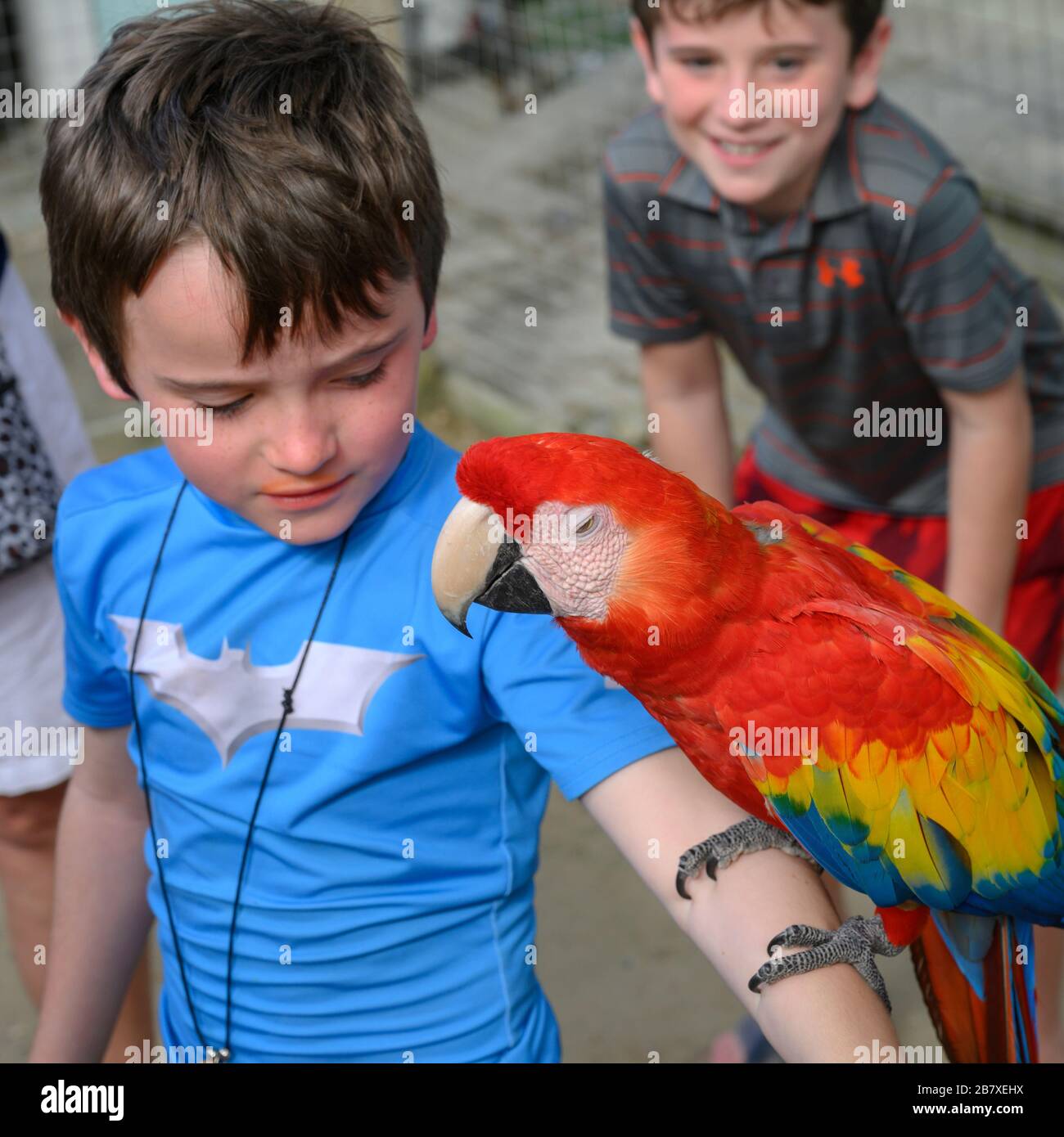 Scarlet macaw perching on boy's arm, Sloth Sanctuary, French Cay ...