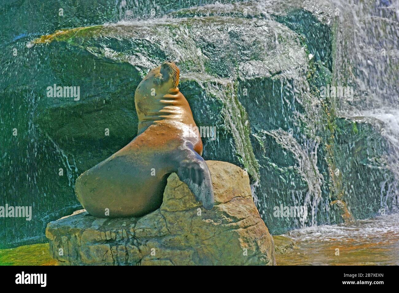 Patagonian Sea Lion, Otaria Byronia, Off South America Stock Photo - Alamy