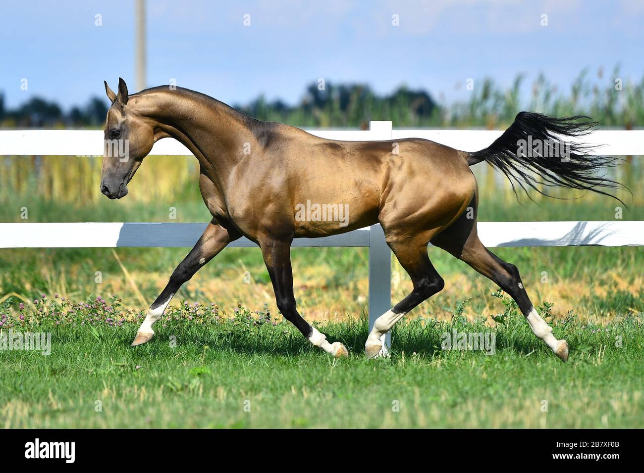Buckskin Akhal teke stallion running in trot along white fence in ...