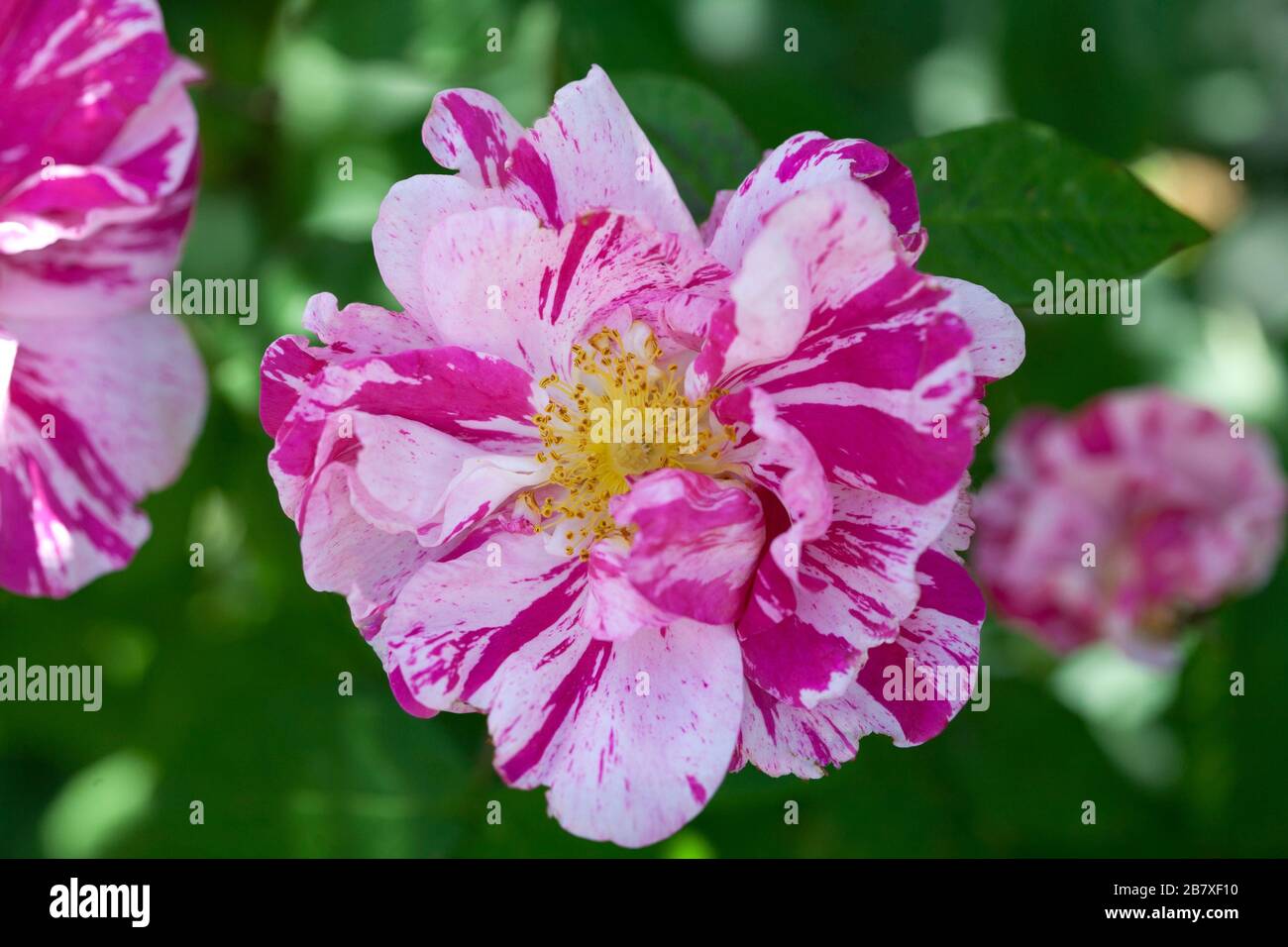 Old english shrub rose hi-res stock photography and images - Alamy