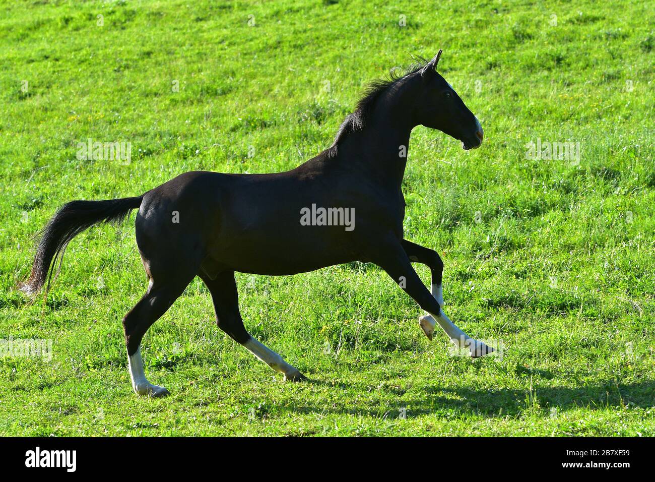 Black Horses Running In A Field