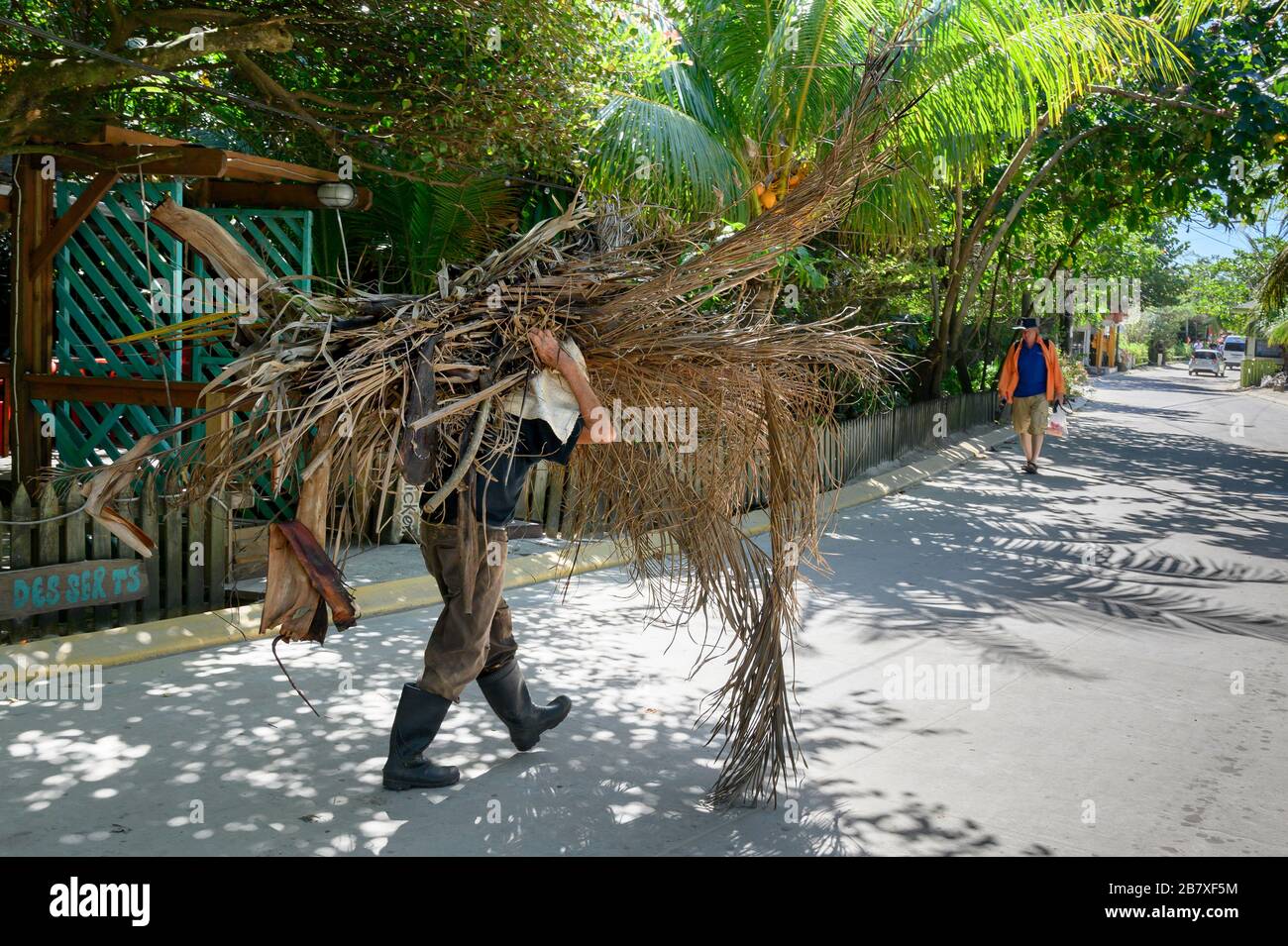 Person carrying bundle of dried palm leaves, West End Village, Roatan ...