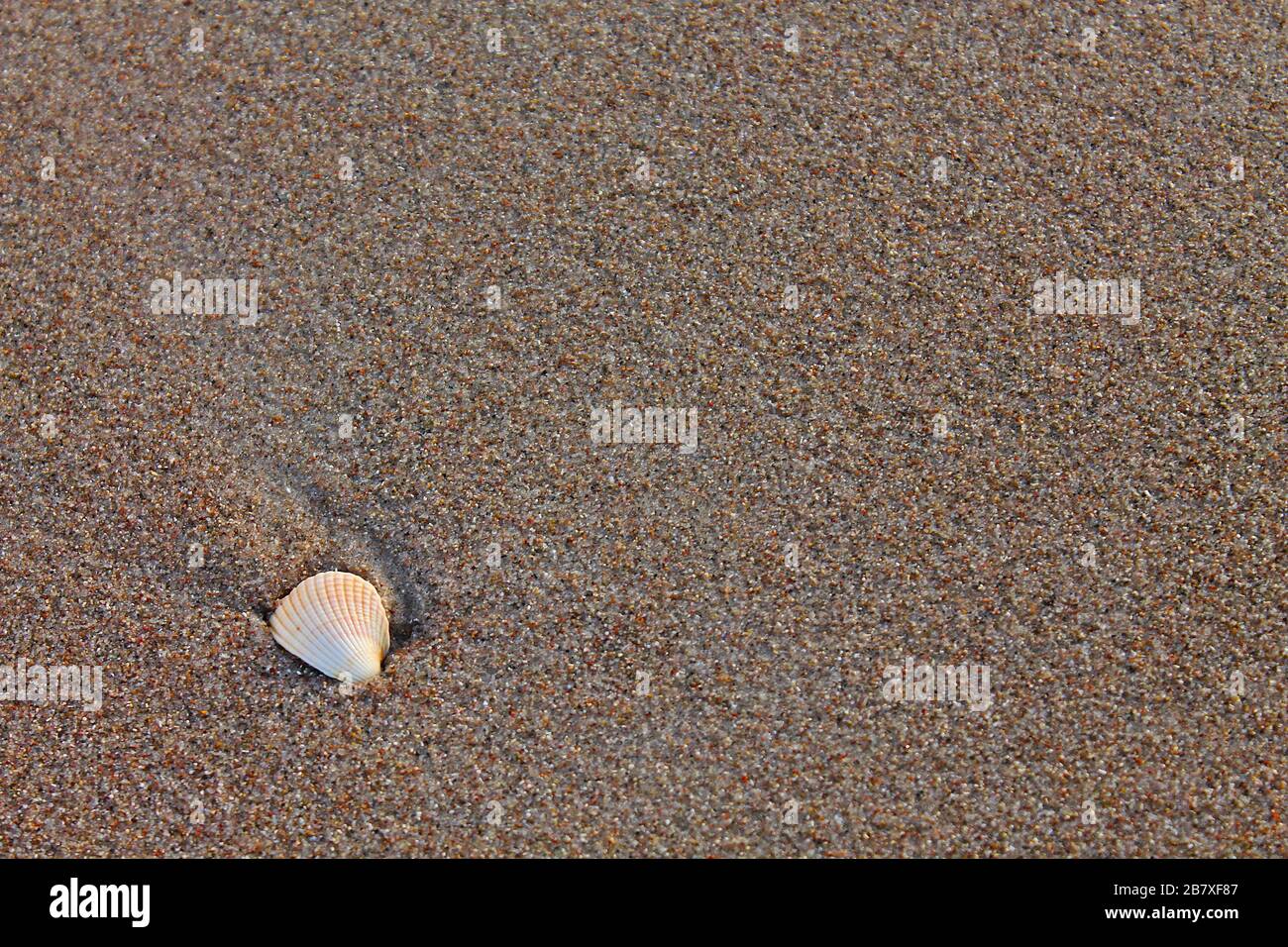 Shell collecting and beach hi-res stock photography and images - Alamy