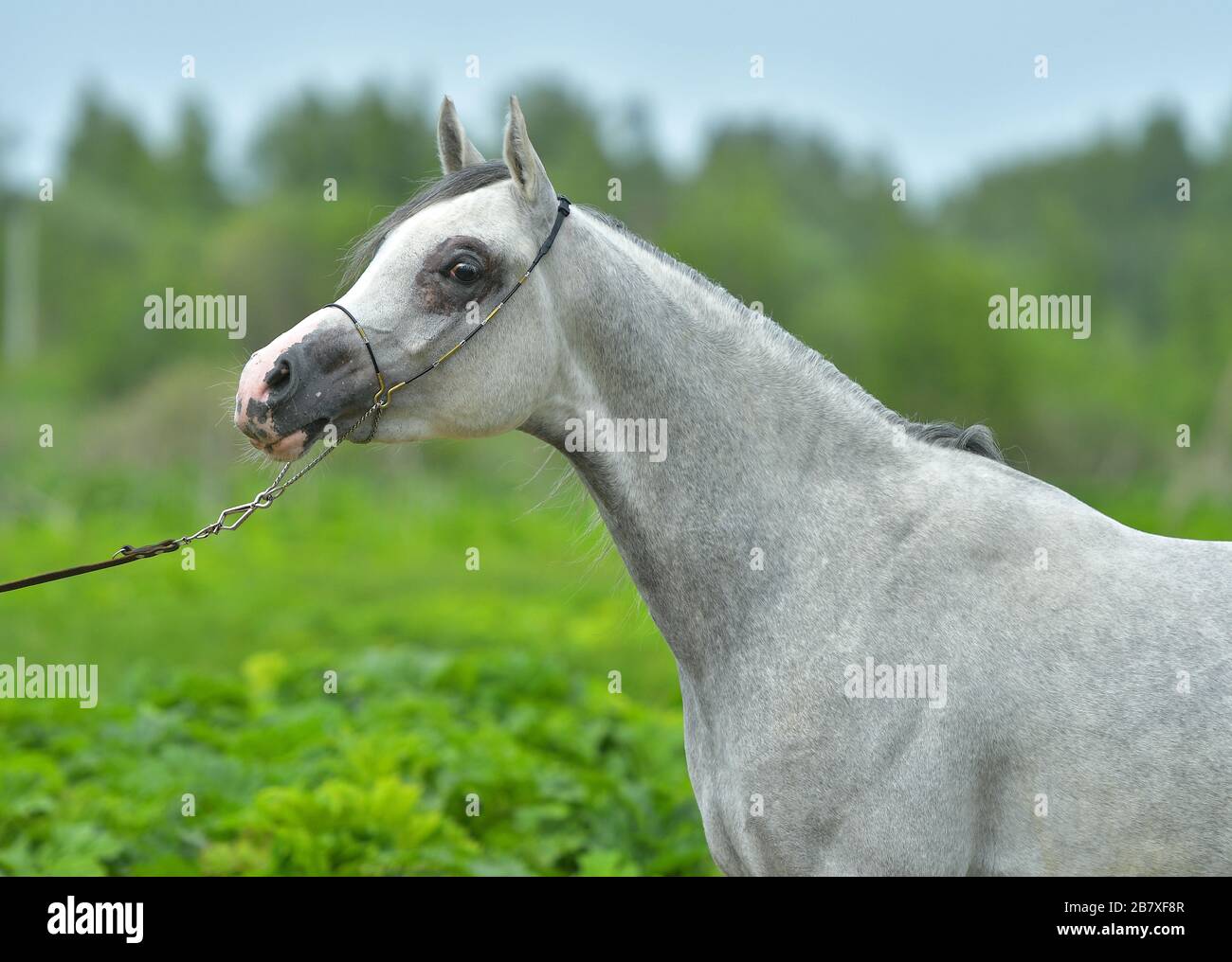 Grey arabian horse hi-res stock photography and images - Alamy