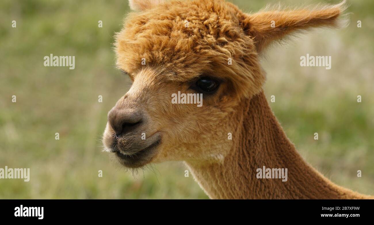 Beautiful young alpaca hi-res stock photography and images - Alamy