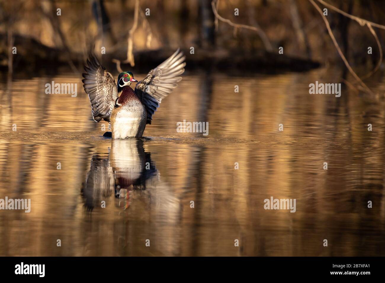 Wood Duck Drake flapping wings Stock Photo - Alamy