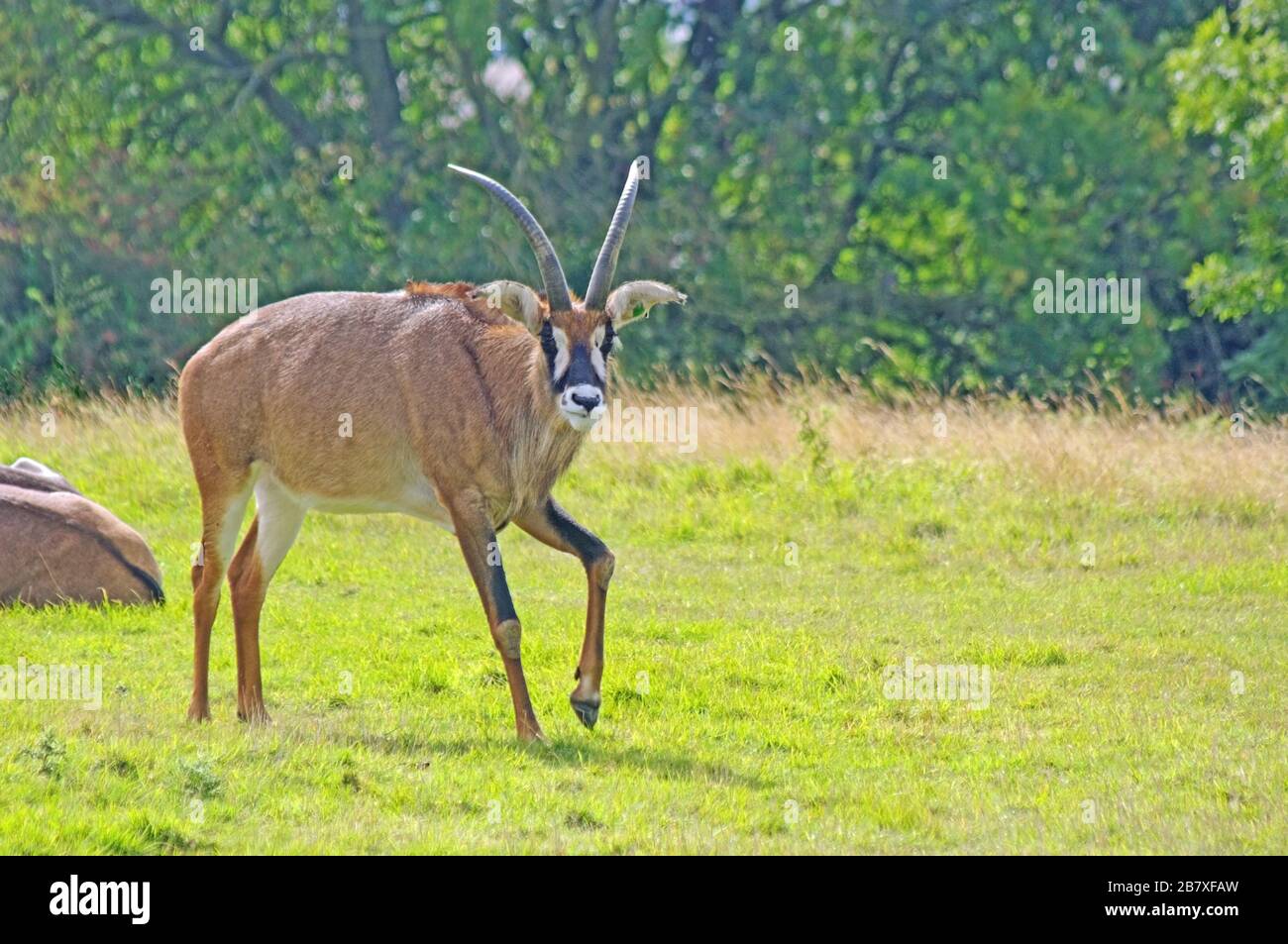 Roan Antilope, Hippotragus Equinus, Africa Stock Photo - Alamy