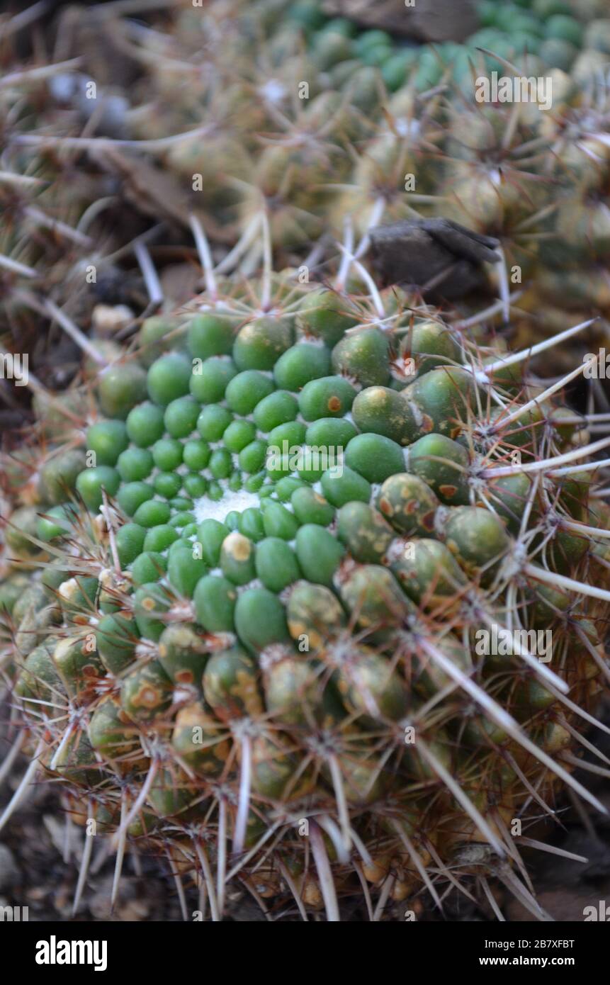 Botswana cactus hi-res stock photography and images - Alamy