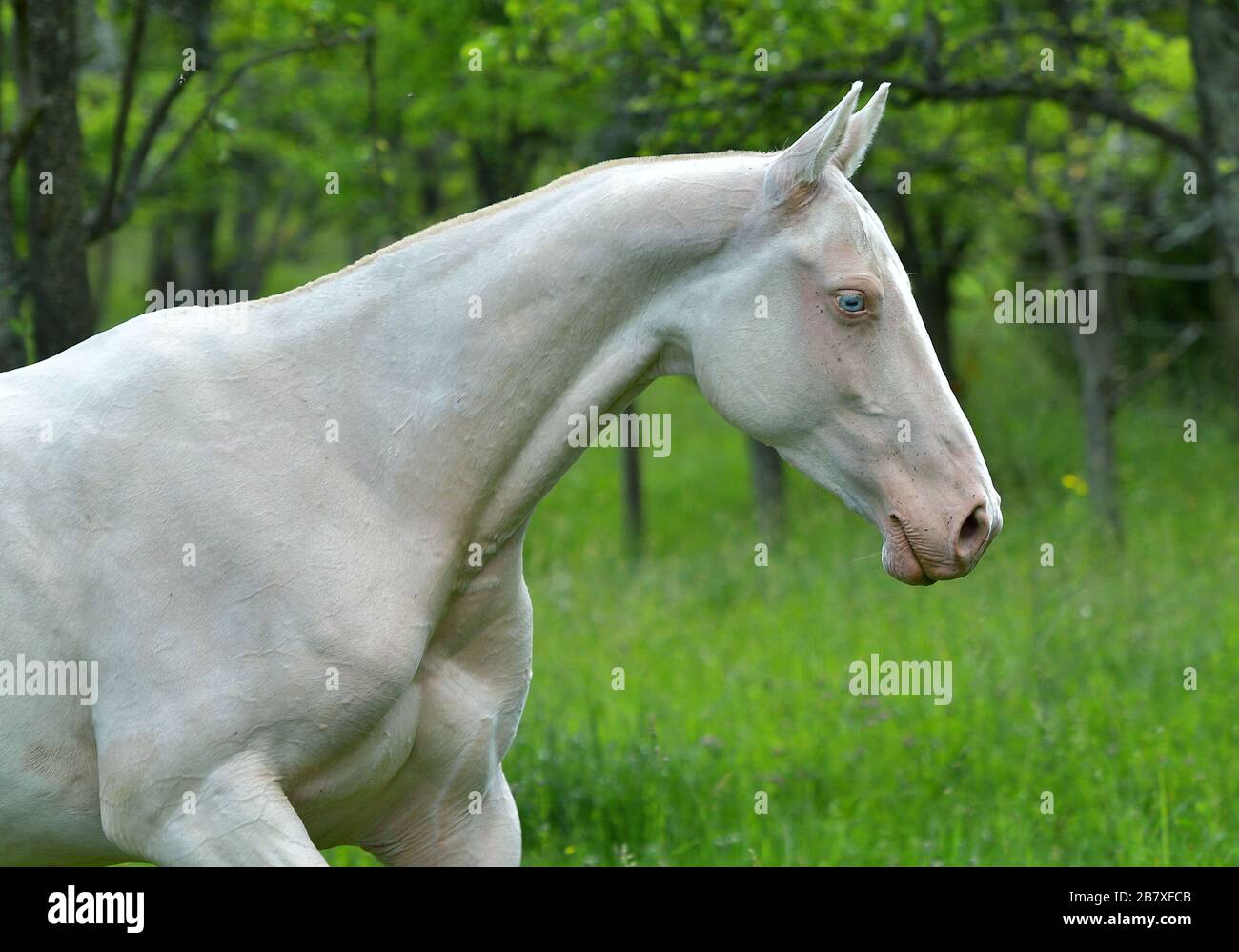Akhal Teke