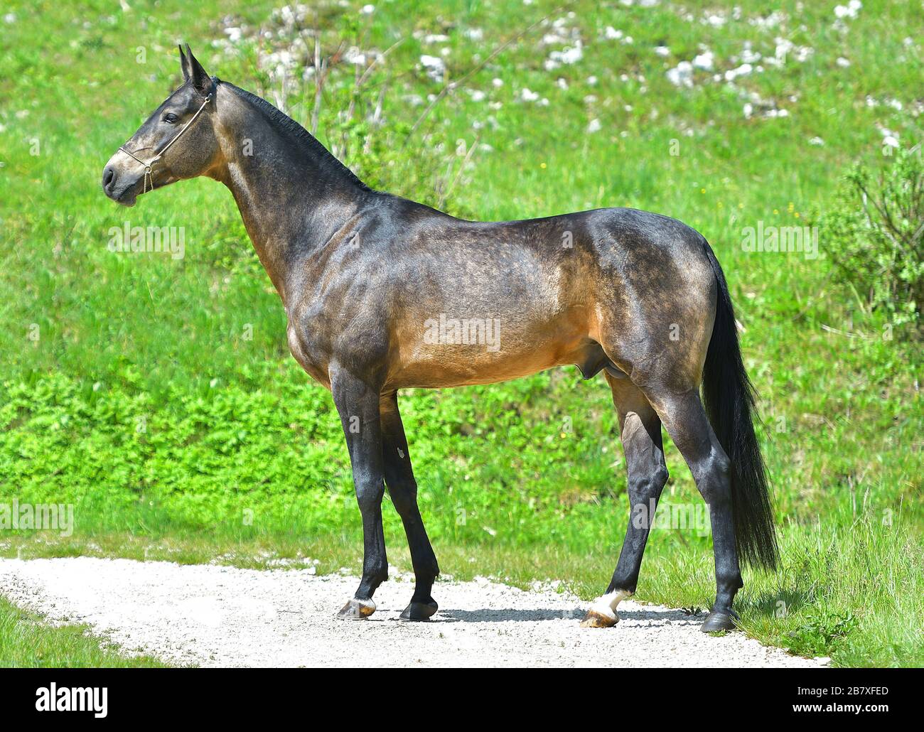 Portrait of a buckskin Akhal Teke stallion. Side view Stock Photo - Alamy