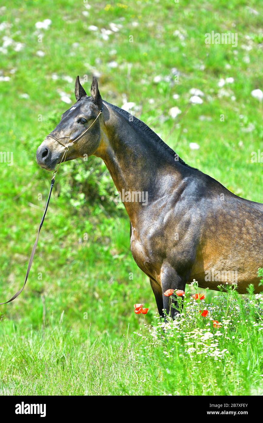 Portrait of a buckskin Akhal Teke stallion. Side view Stock Photo - Alamy