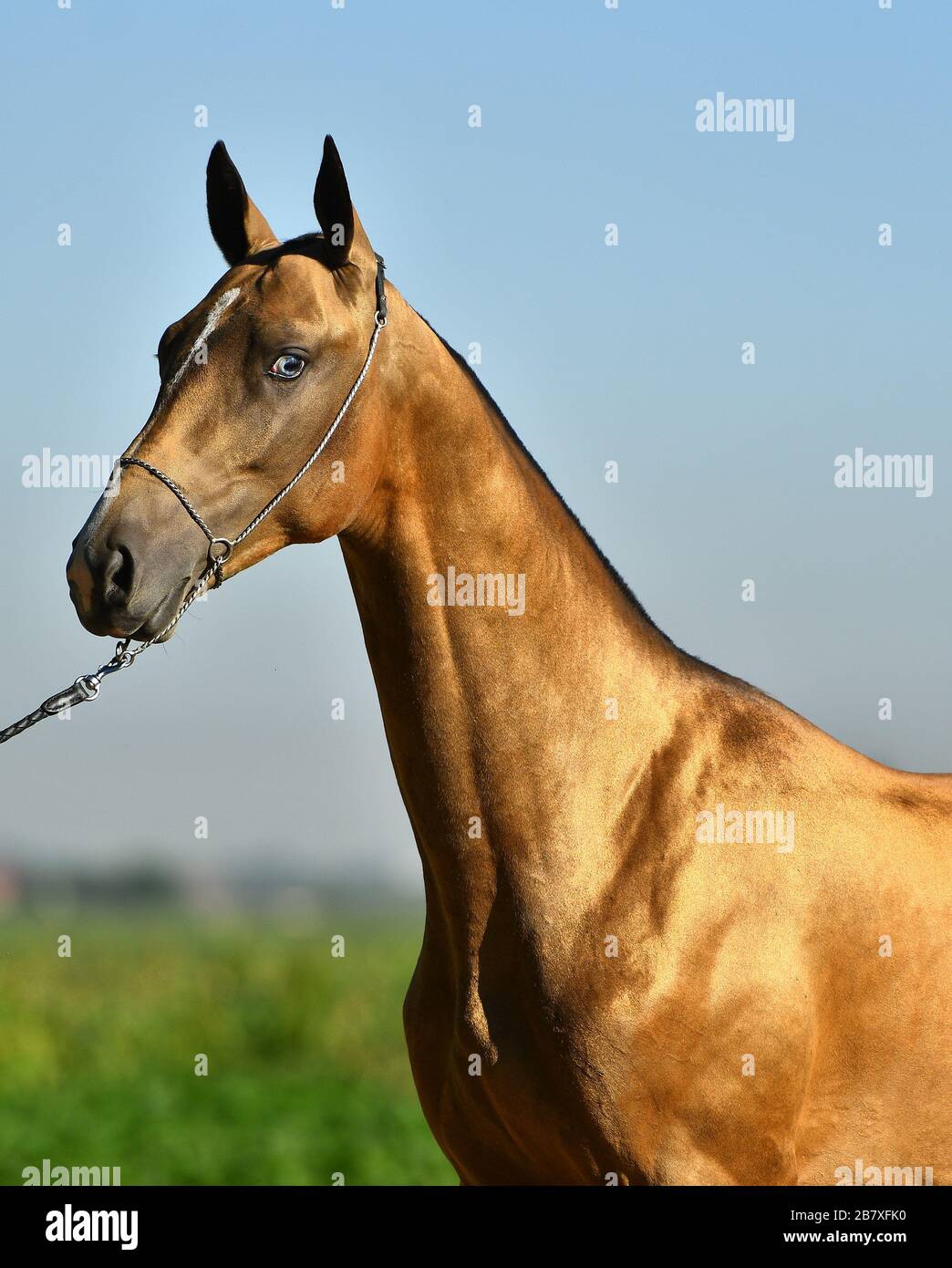Buckskin Arabian Horse