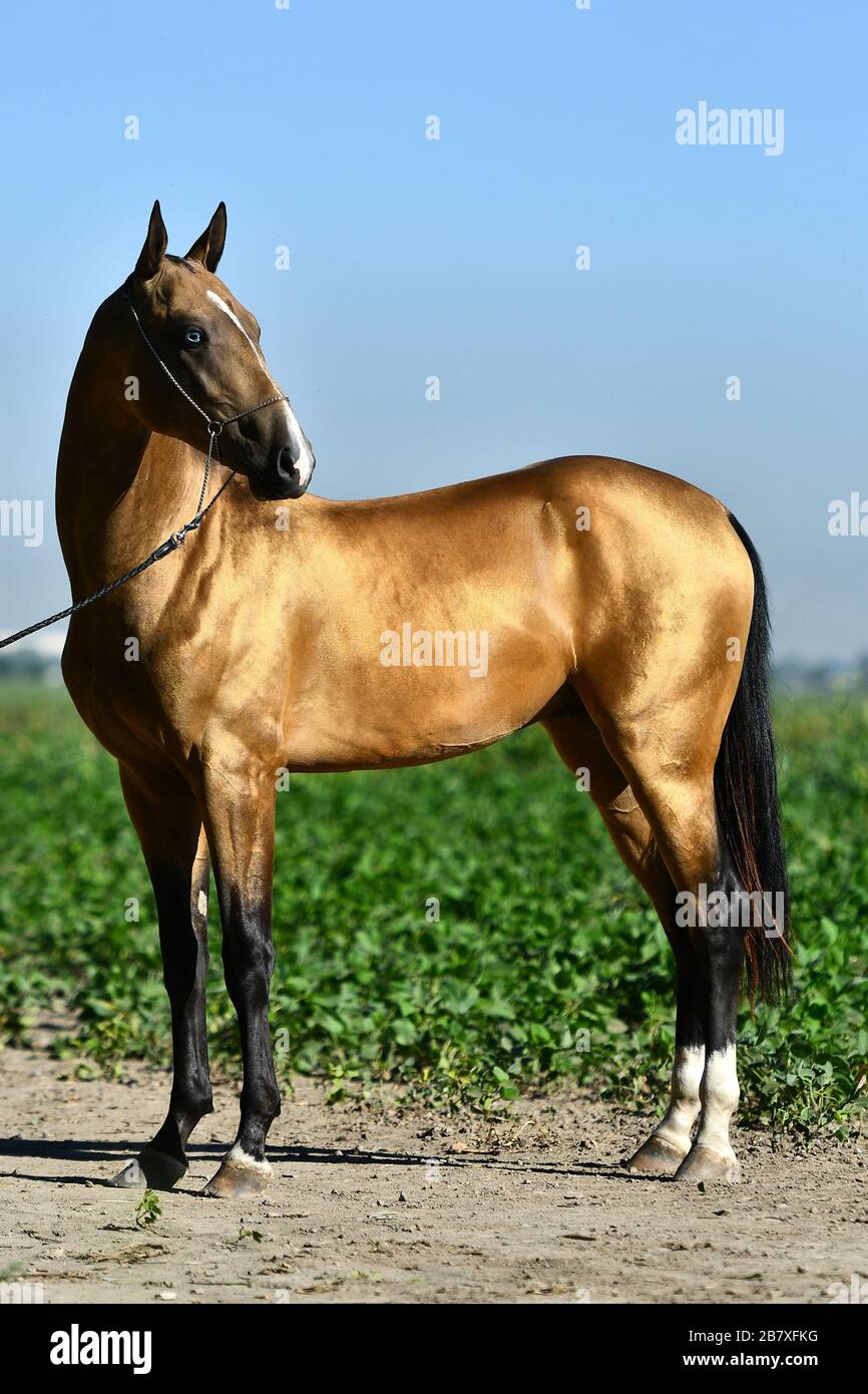Gold Akhal Teke