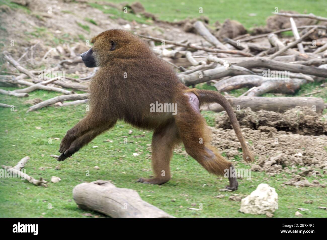Baboon running hi-res stock photography and images - Alamy