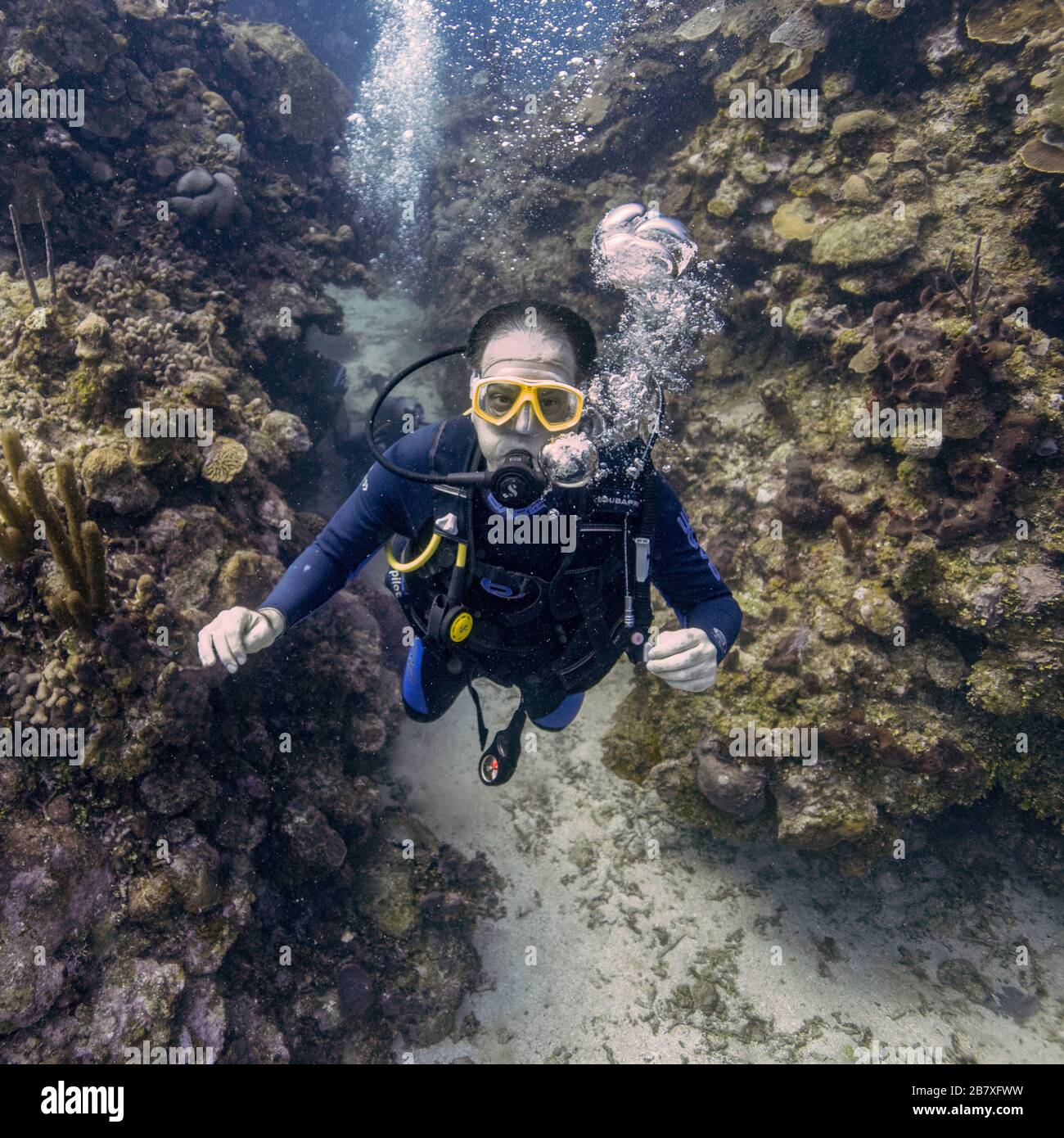 Scuba diver underwater, Blue Channel Dive Site, Roatan, Honduras Stock ...