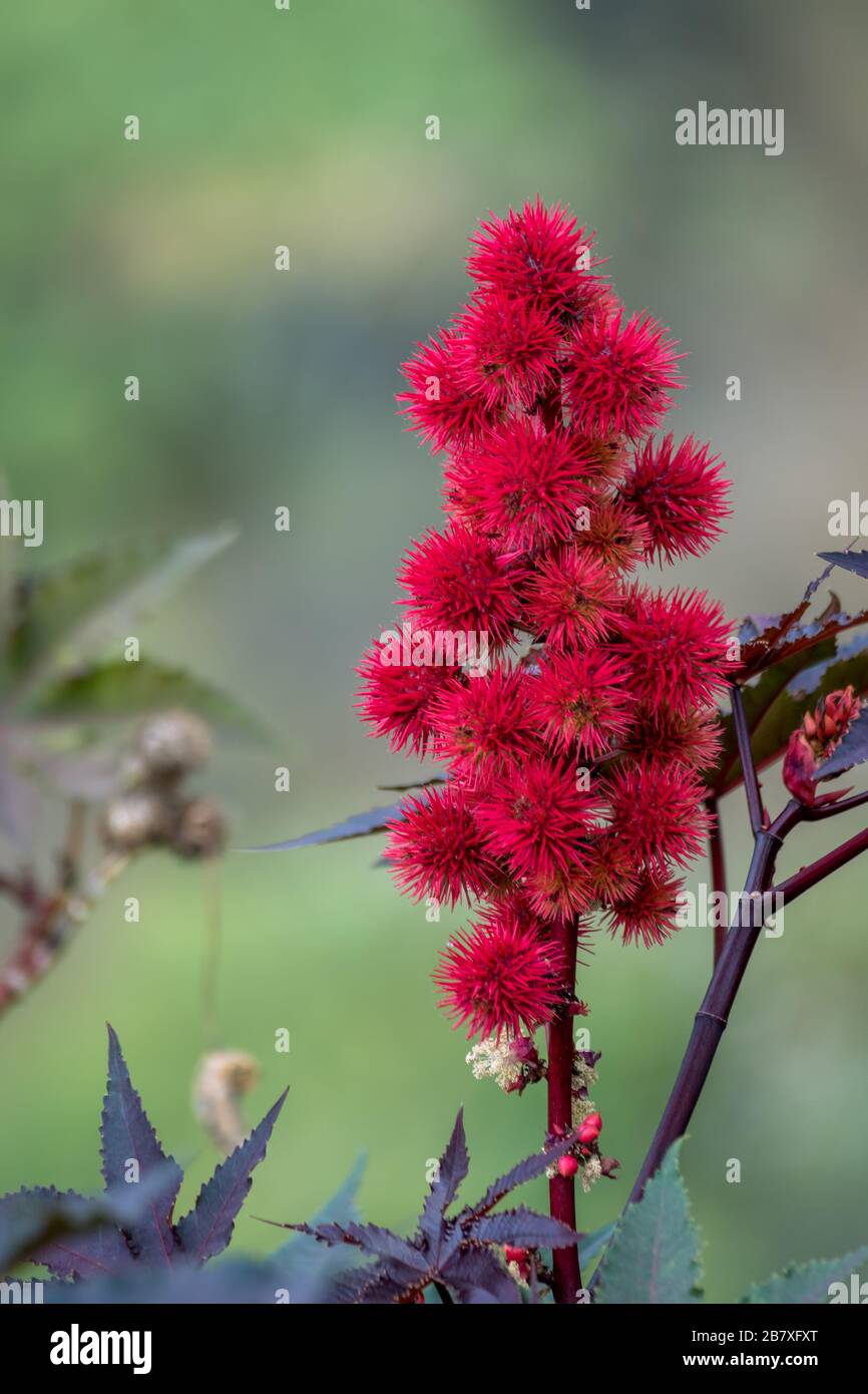 Castor bean plant hi-res stock photography and images - Alamy