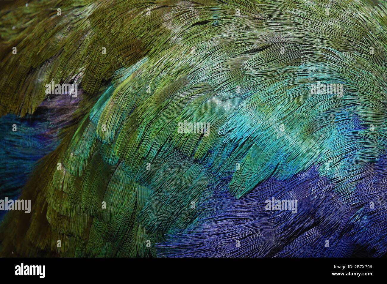 Colorful plumage feathers hi-res stock photography and images - Alamy
