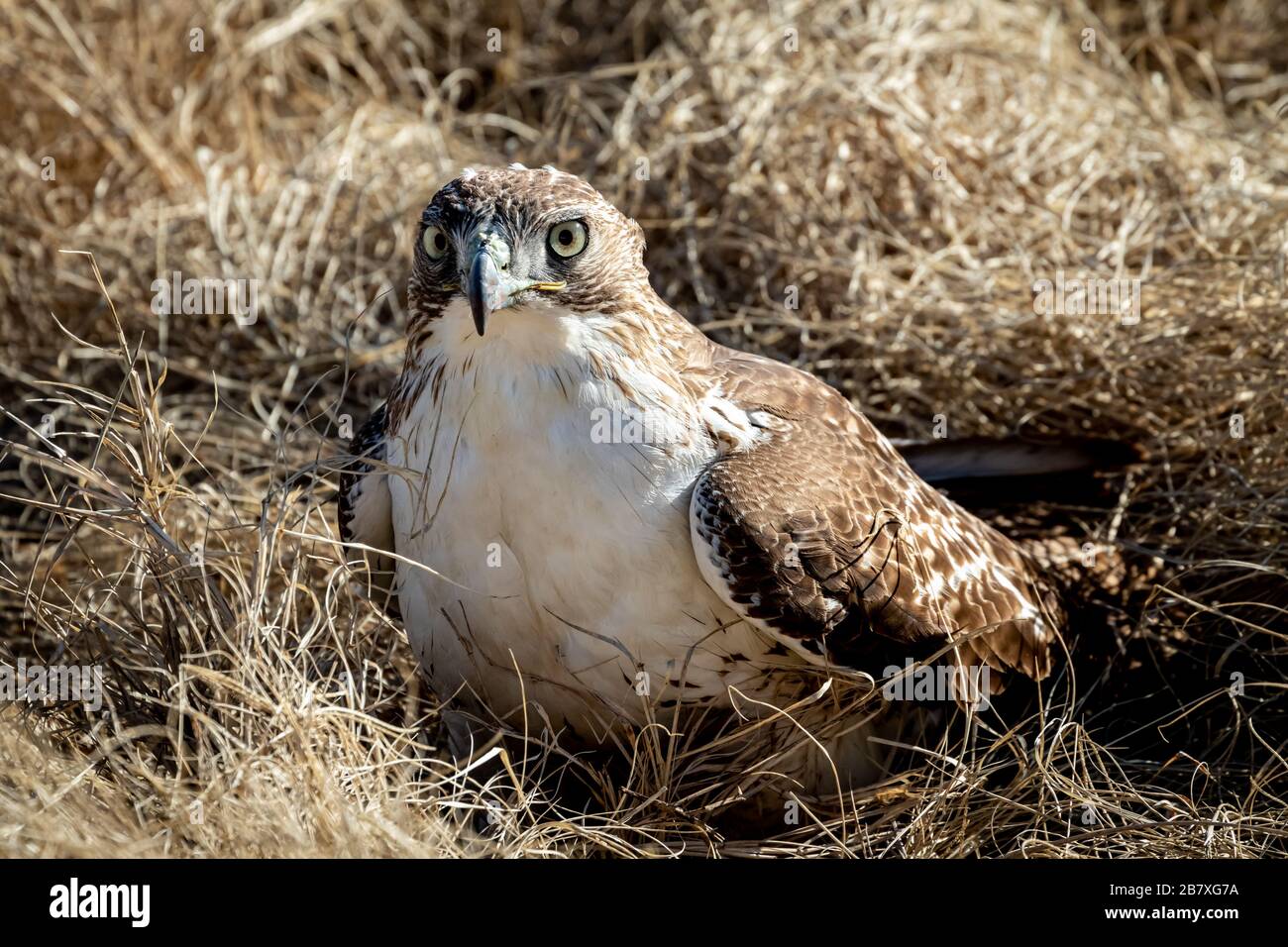 Red tailed hawk on the ground hi-res stock photography and images - Alamy