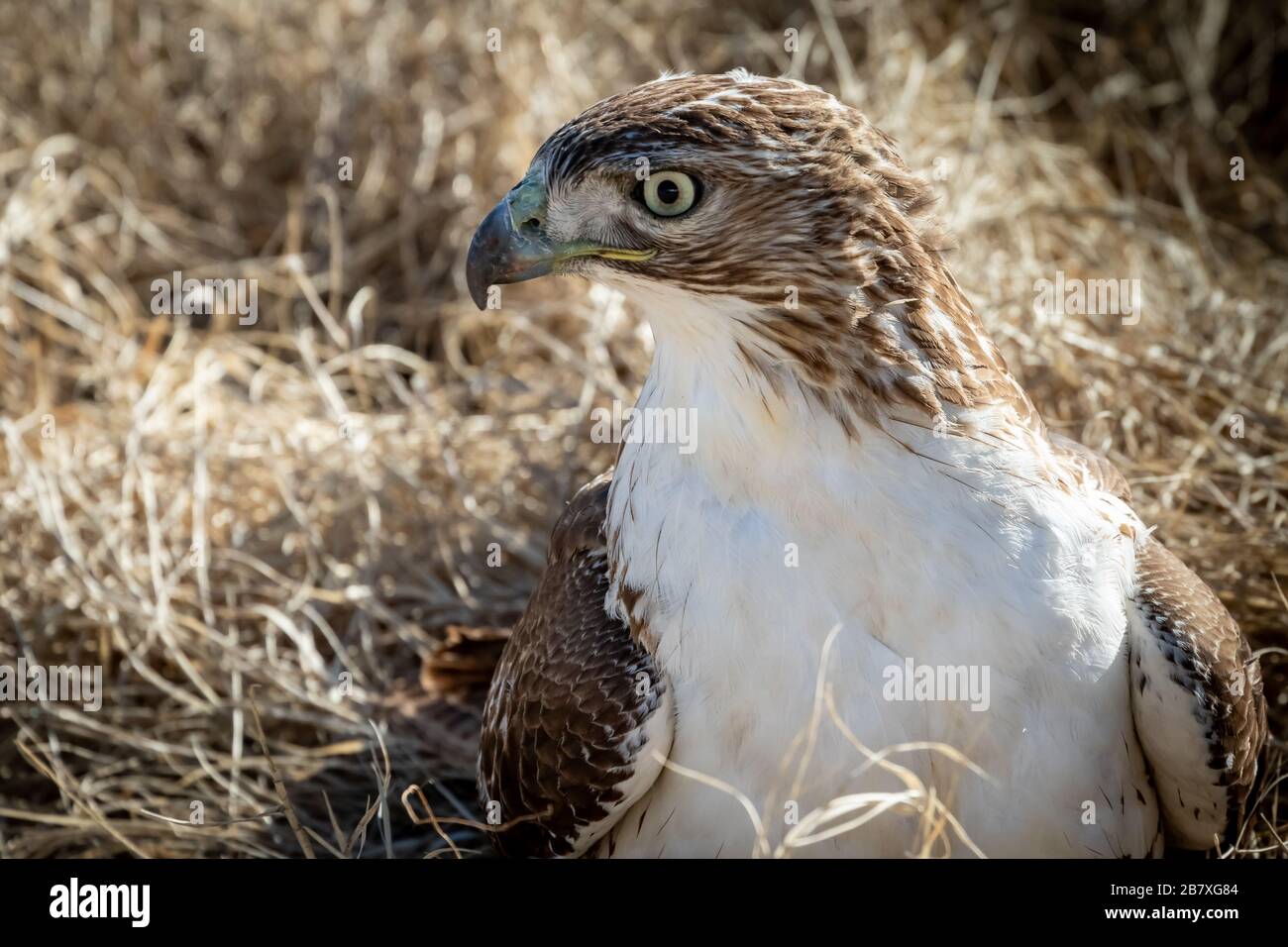 Red tailed hawk on the ground hi-res stock photography and images - Alamy
