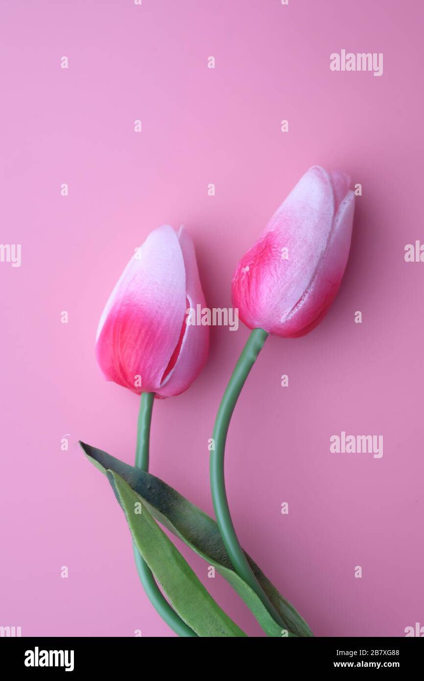 top view of pink color tulip flowers on pink background Stock Photo - Alamy