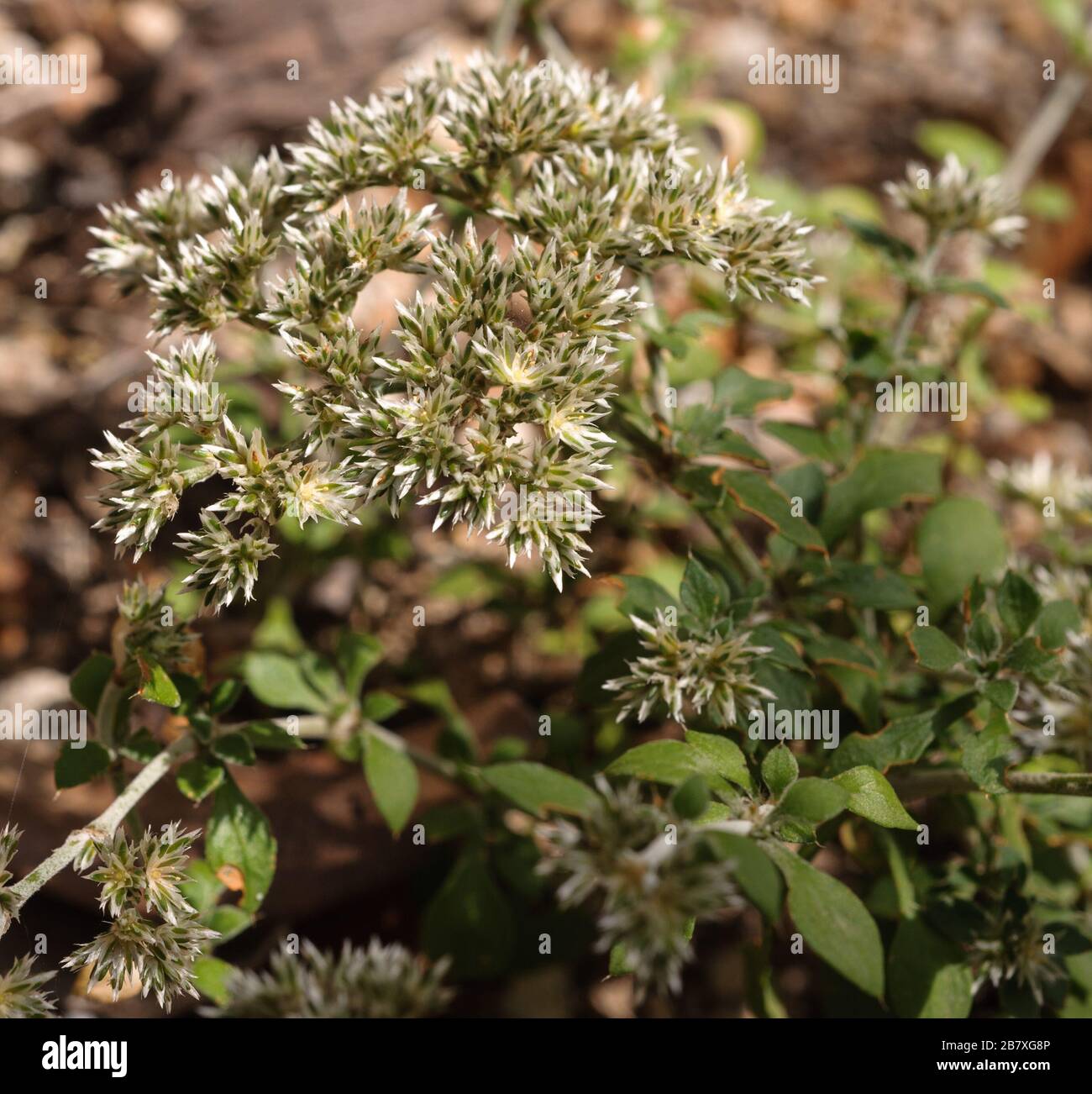 Polycarpaea latifolia hi-res stock photography and images - Alamy