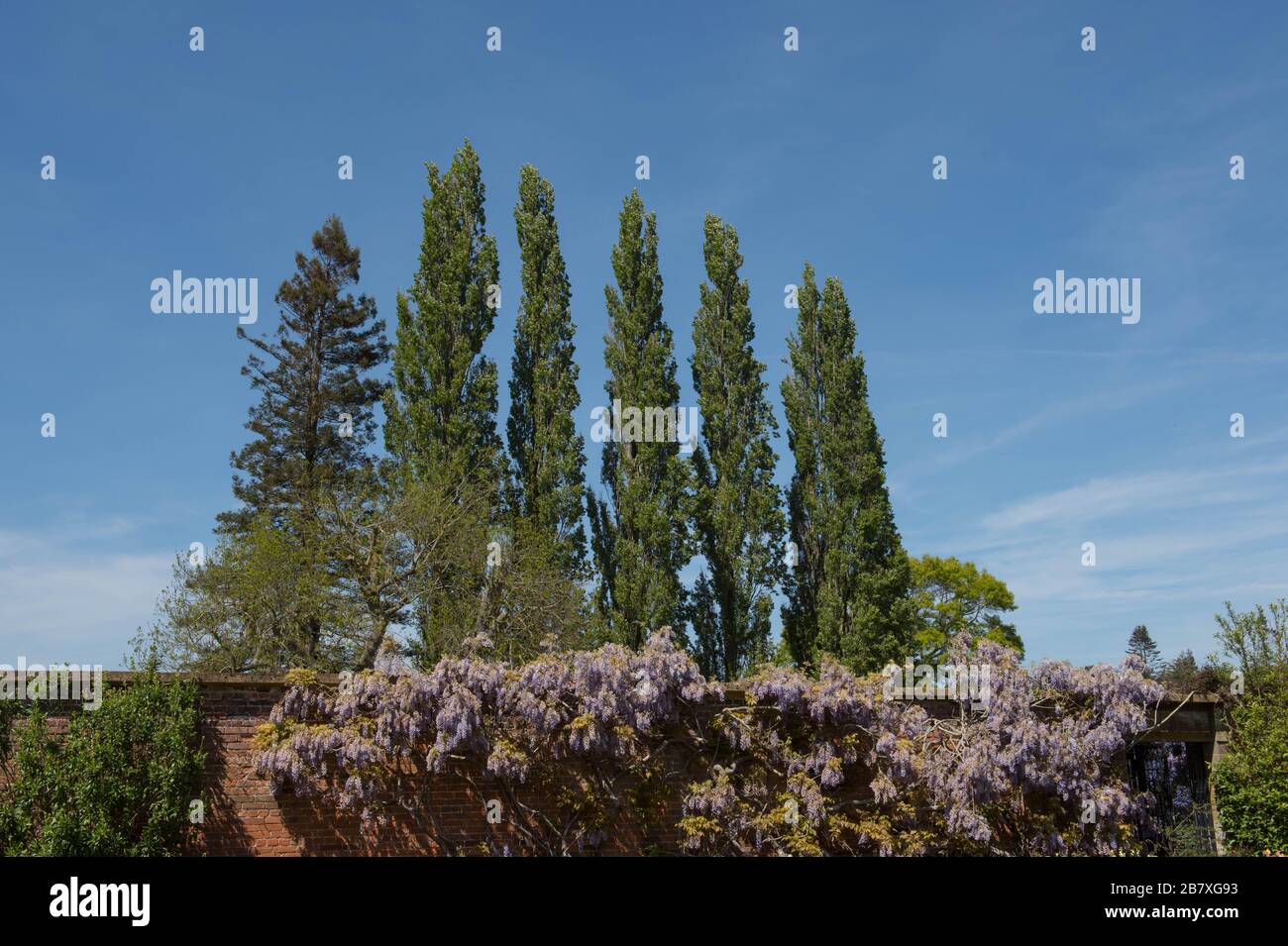 Lombardy Poplar Trees (Populus 'Italica') Against a Bright Blue Sky ...