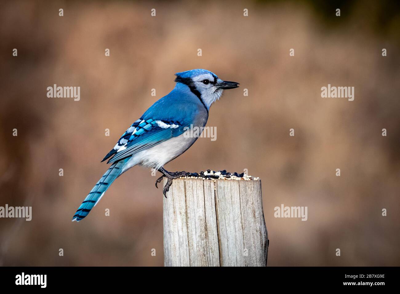 Blue Jay (Cyanocitta cristata) sitting on a pole Stock Photo - Alamy