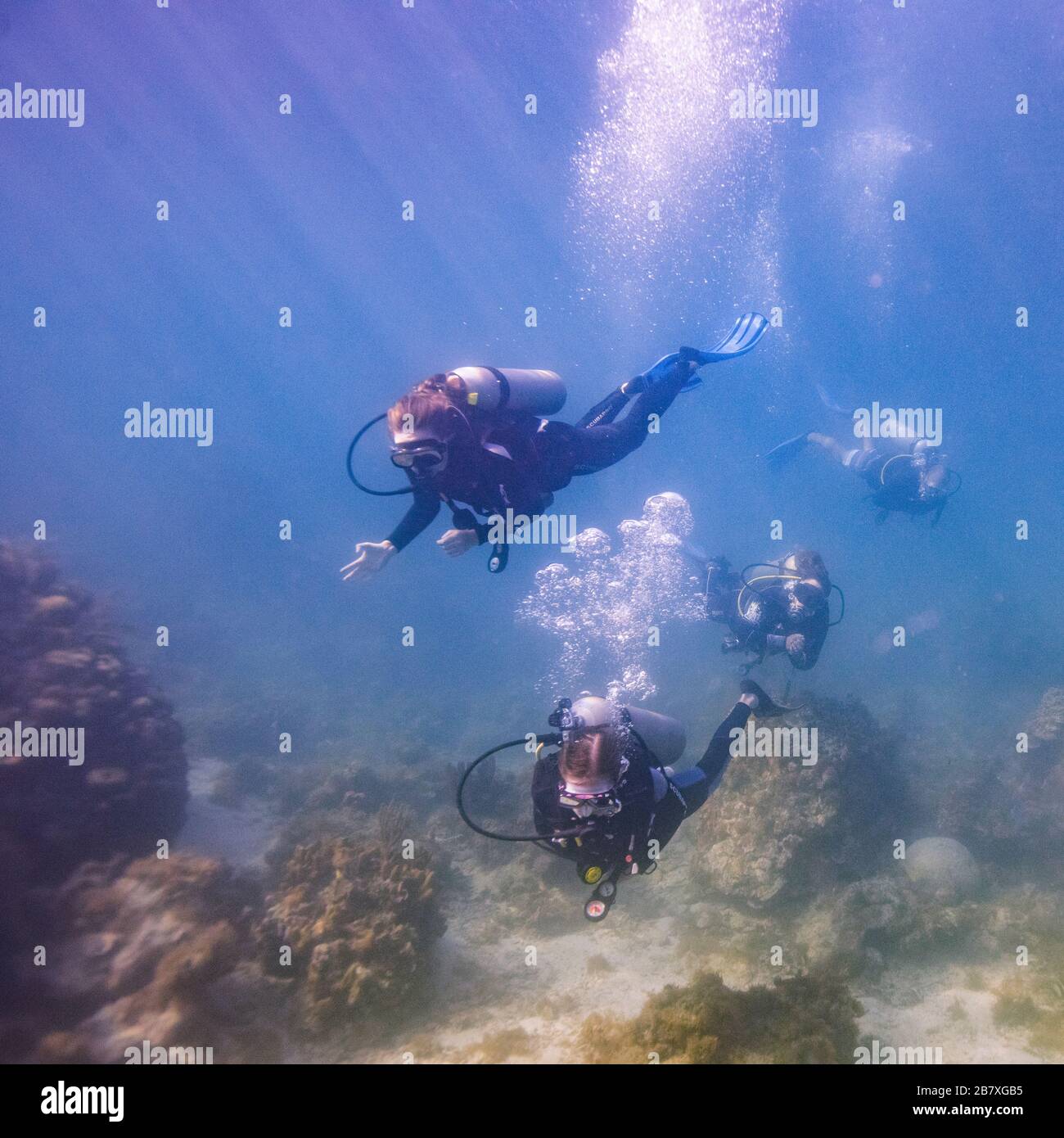 Scuba divers underwater, Blue Channel Dive Site, Roatan, Honduras Stock ...