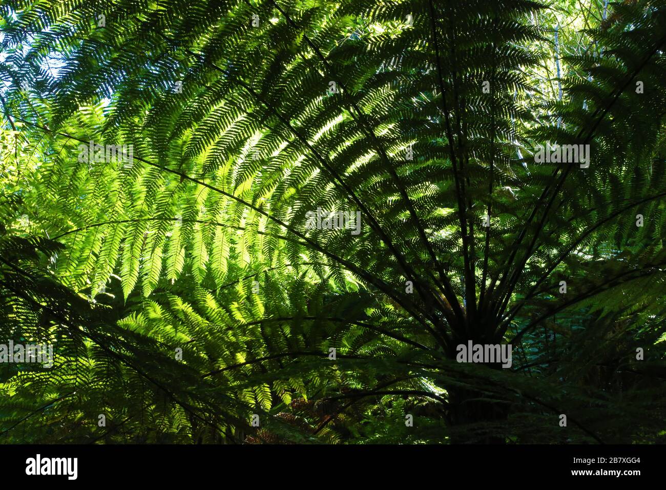 Leaves of tree fern, New Zealand Stock Photo - Alamy