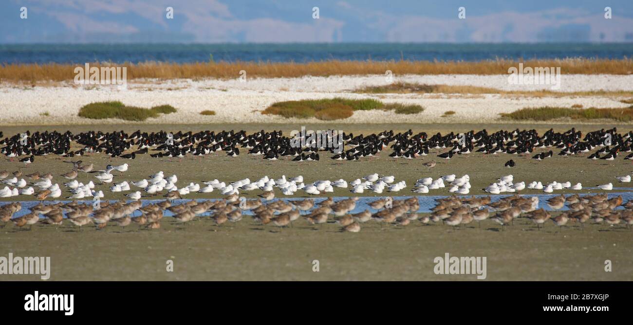 New Zealand waders resting on mud Stock Photo - Alamy