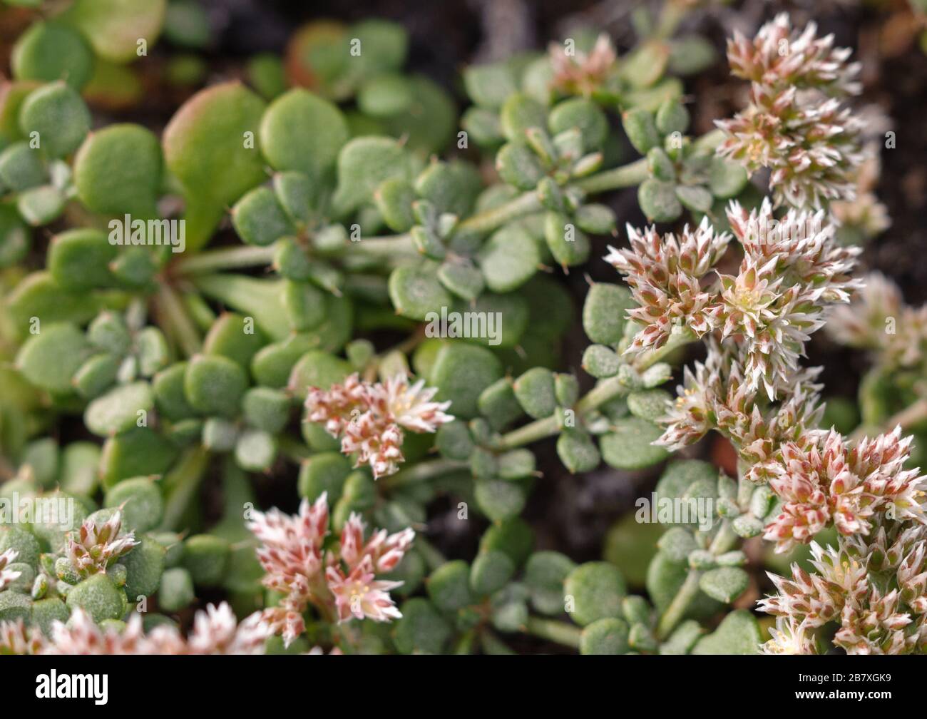 Polycarpaea nivea, an endemic Caryophyllaceae of the Canary islands ...