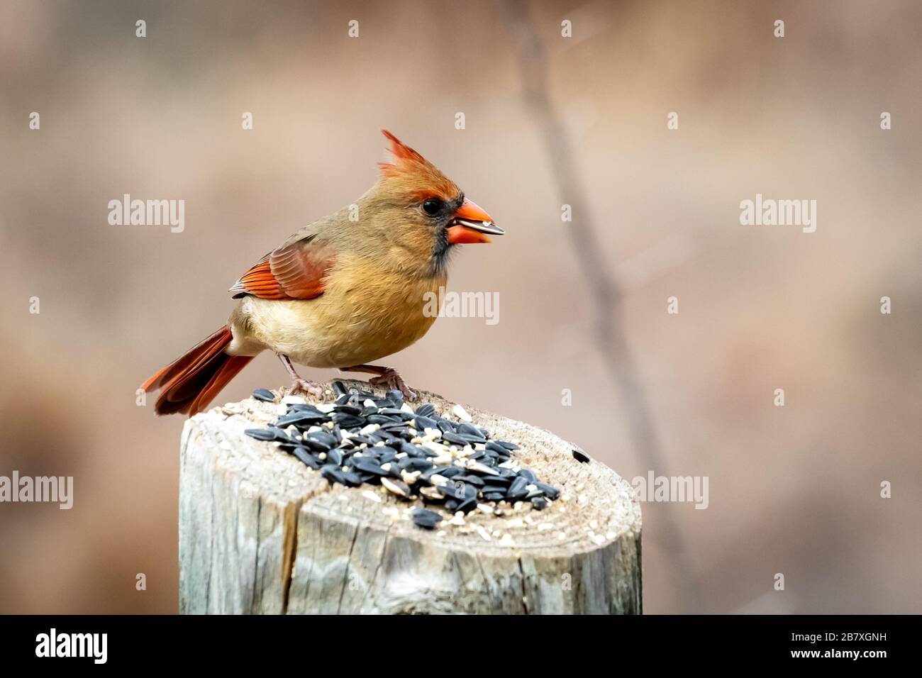 Female Northern Cardinal (Cardinalis cardinalis) on a post Stock Photo ...