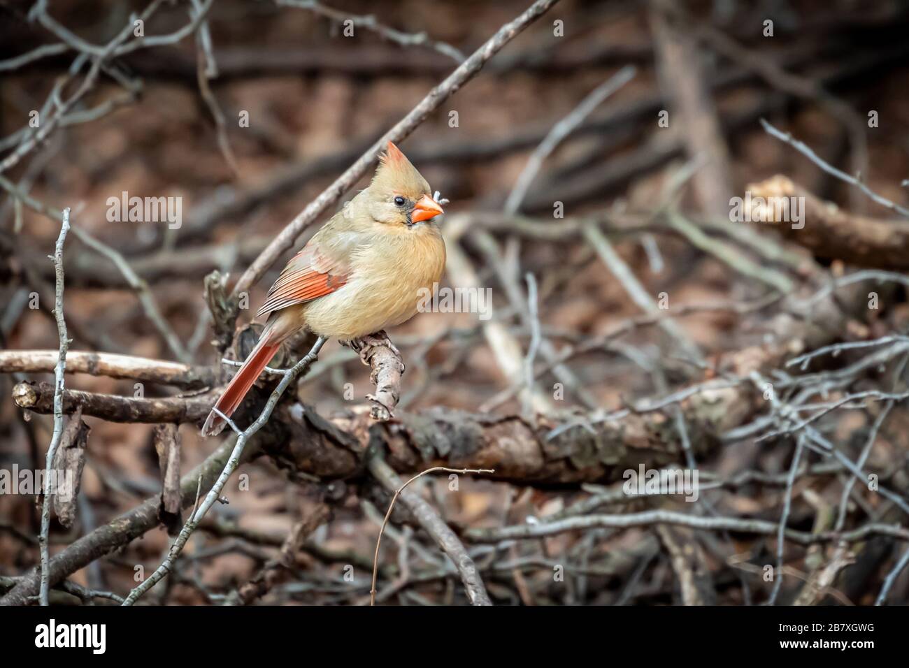 Female Northern Cardinal (Cardinalis cardinalis) on a post Stock Photo ...
