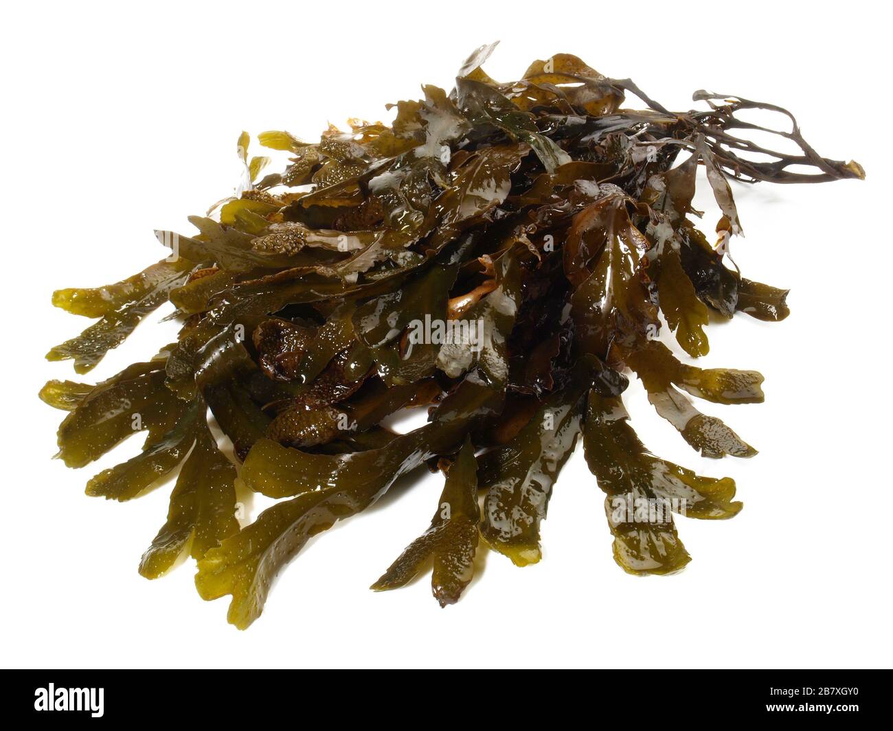 Brown seaweed on white hi-res stock photography and images - Alamy