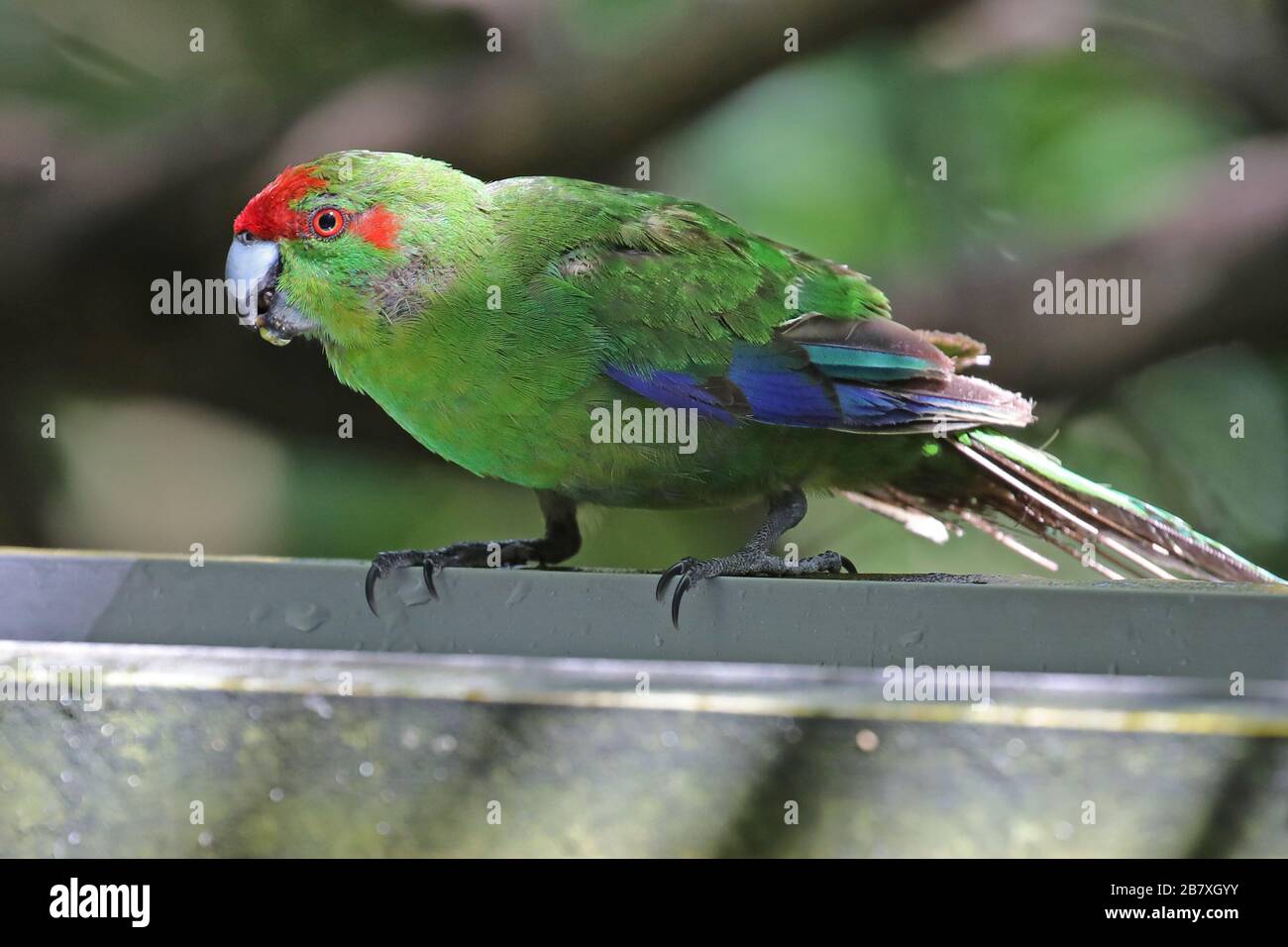 Red fronted parrot hi-res stock photography and images - Alamy