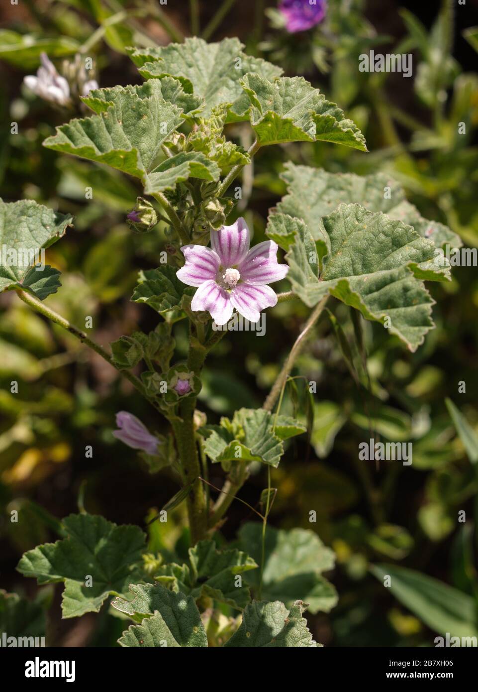Malva neglecta, common mallow or cheese weed Stock Photo - Alamy