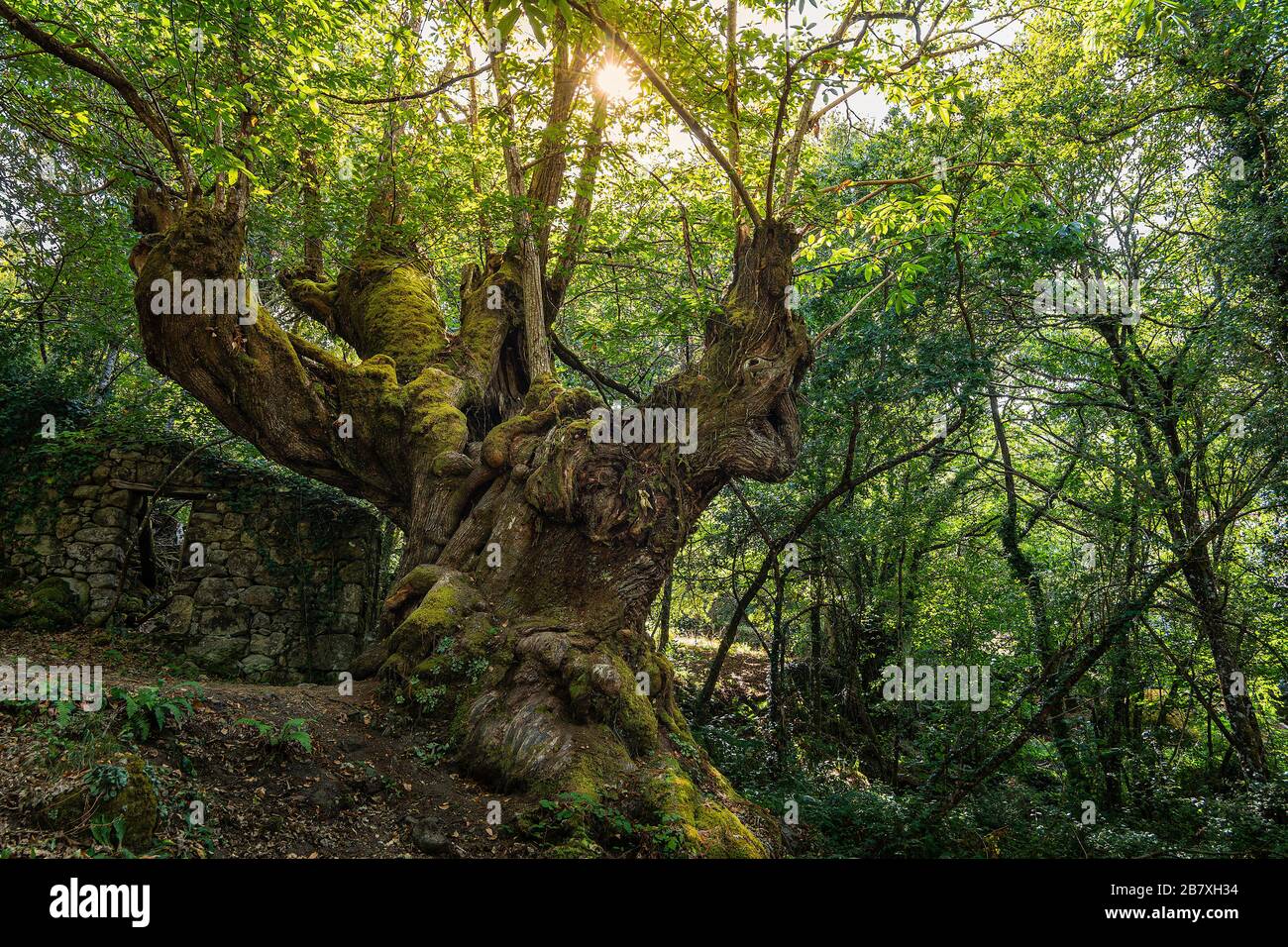 Big old chestnut tree hi-res stock photography and images - Alamy