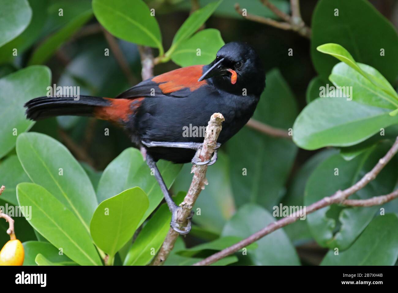 South Island saddleback, endemic bird of New Zealand Stock Photo - Alamy