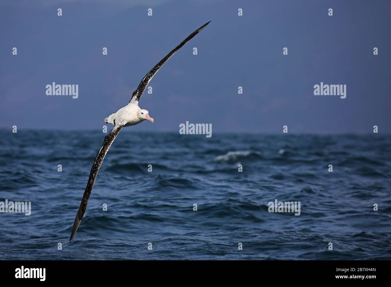 Southern royal albatross in flight off the coast of New Zealand Stock ...