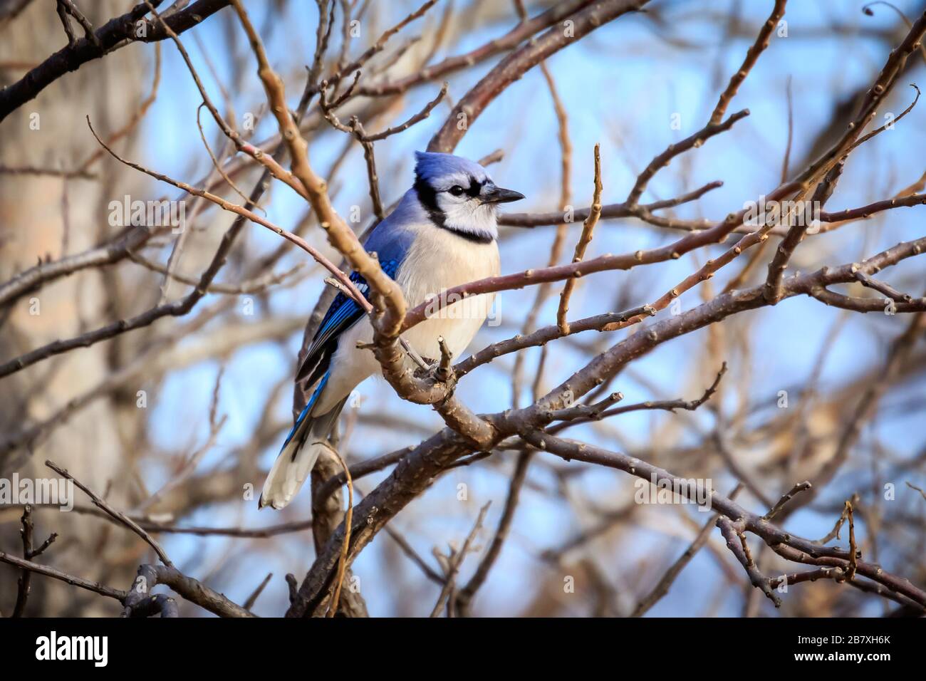 Blue Jay (Cyanocitta cristata) sitting in a tangled tree Stock Photo ...