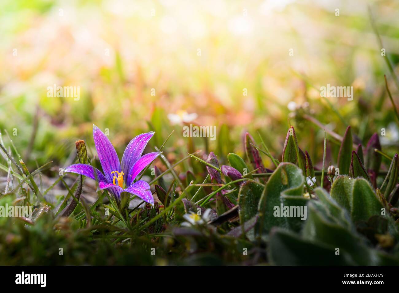 Krokus hi-res stock photography and images - Alamy