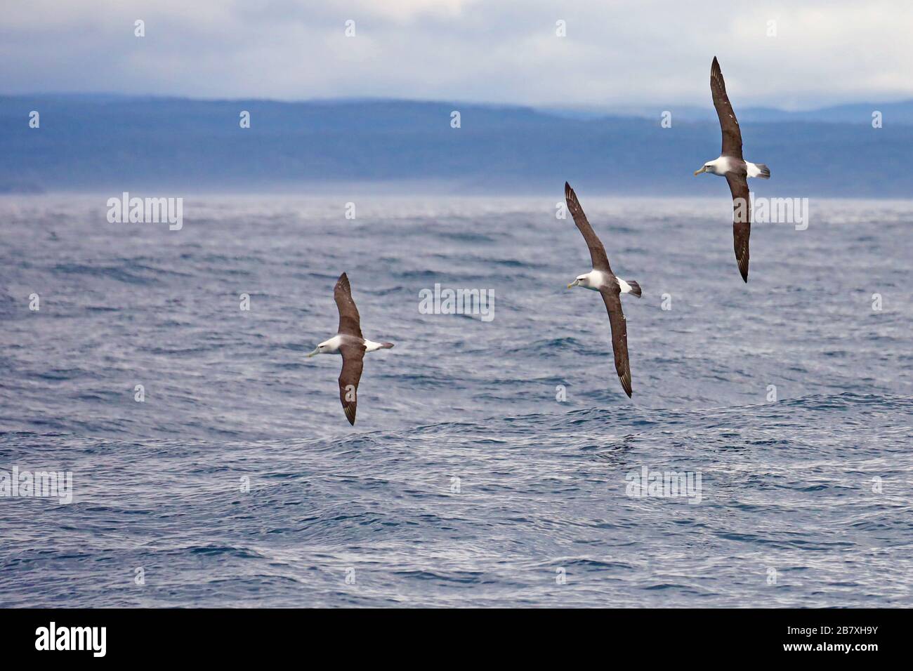 Three White-capped albatrosses in flight, New Zealand Stock Photo - Alamy