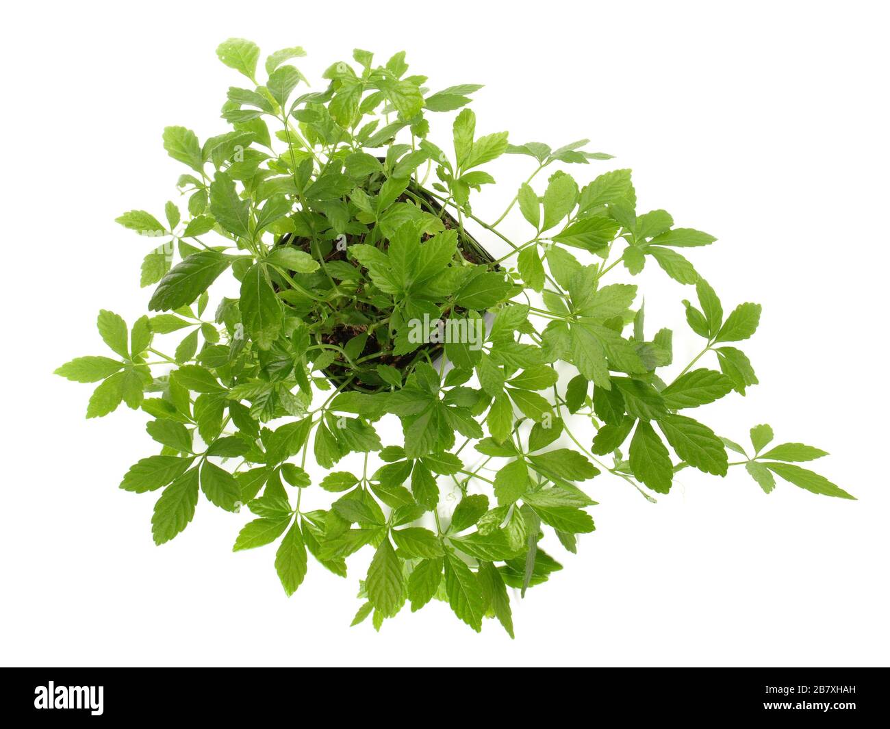 Fruit gynostemma pentaphyllum hi-res stock photography and images - Alamy