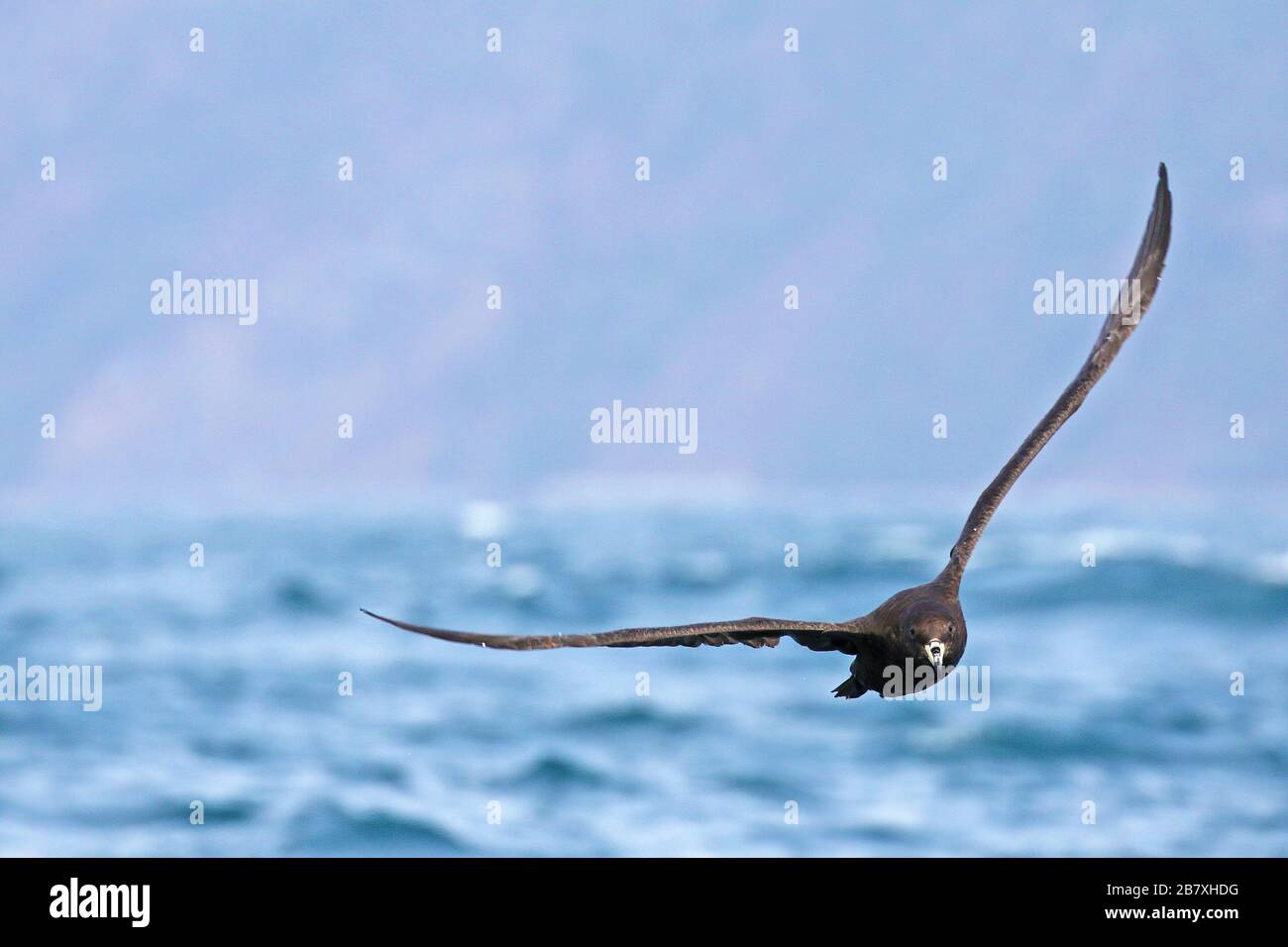 Petrel in flight hi-res stock photography and images - Alamy