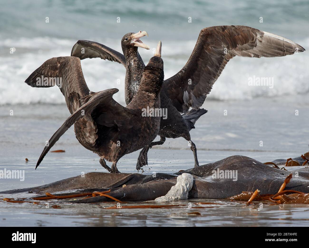 Southern giant petrels hi-res stock photography and images - Alamy