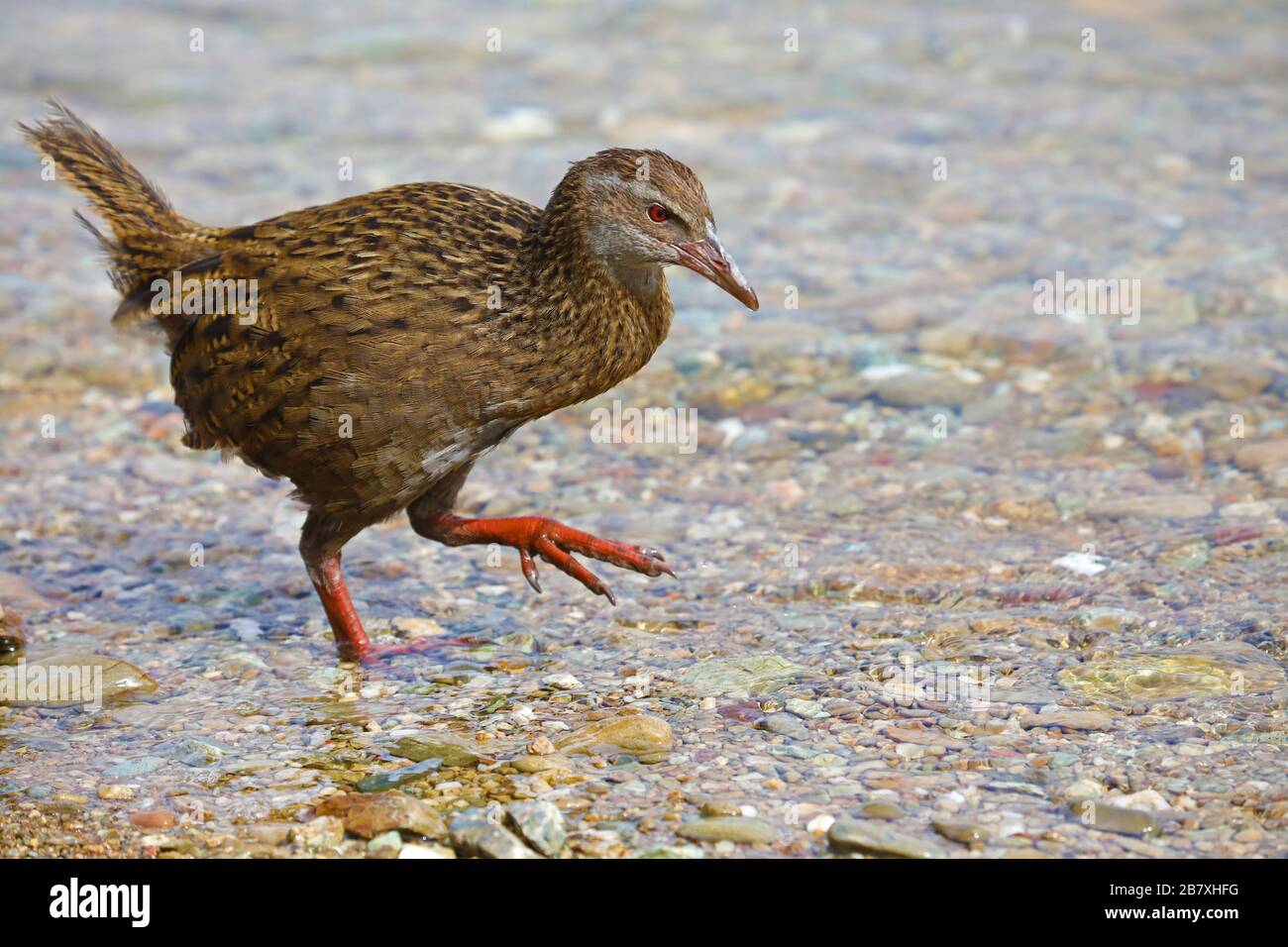 Weka, endemic bird of New Zealand Stock Photo - Alamy